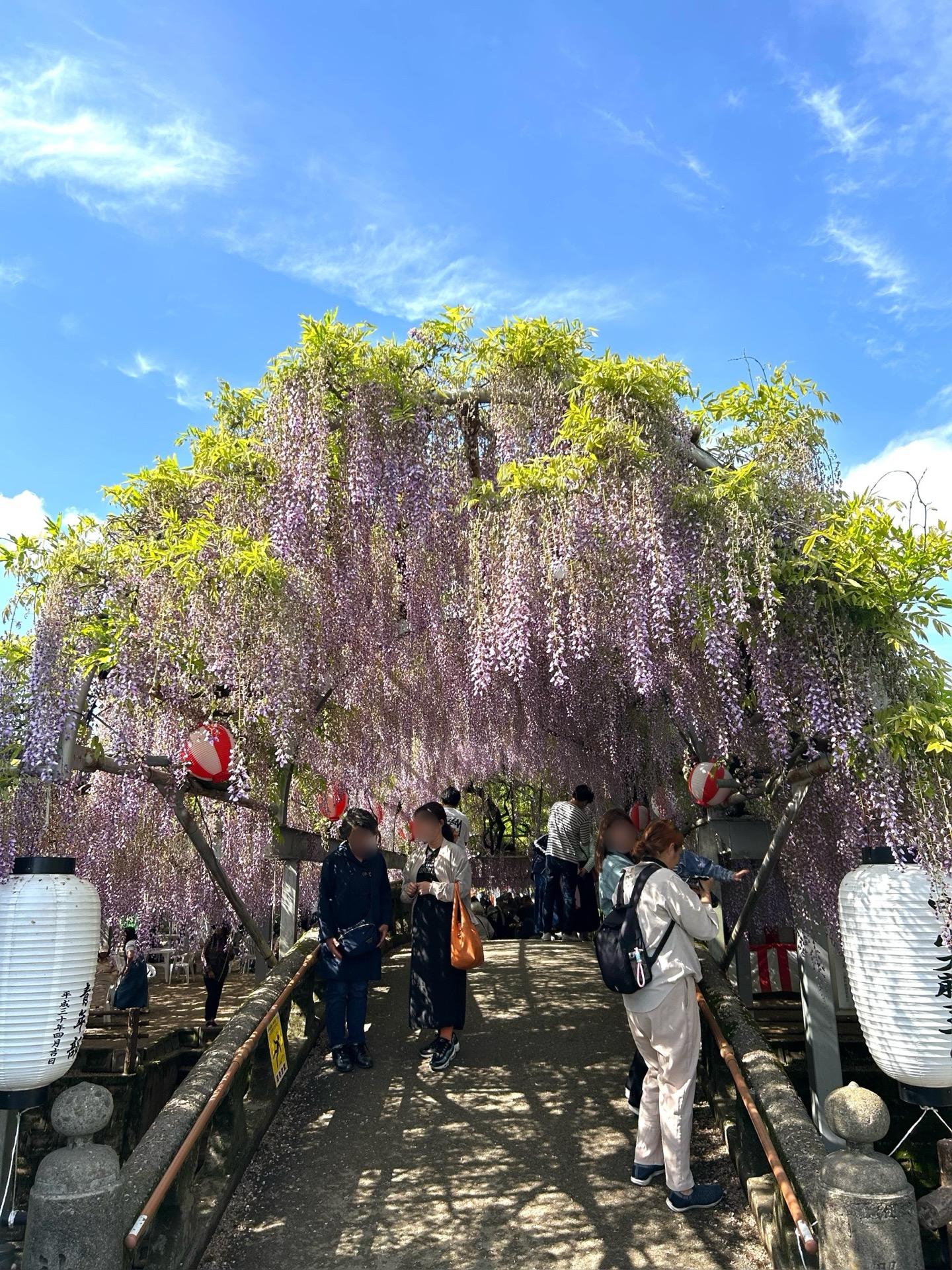 中山の大藤へ 柳川春の花イベント「中山大... / hideさんのモーメント | YAMAP / ヤマップ