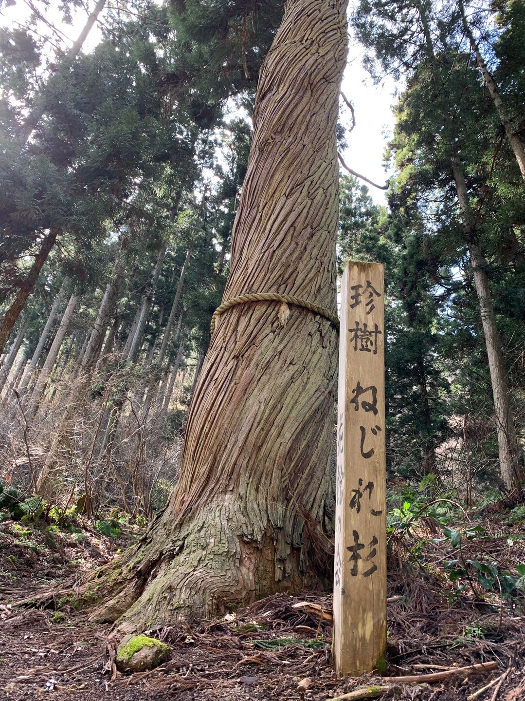 伊豆山-2020-03-28 / 黒猫さんの大平山の活動データ | YAMAP / ヤマップ