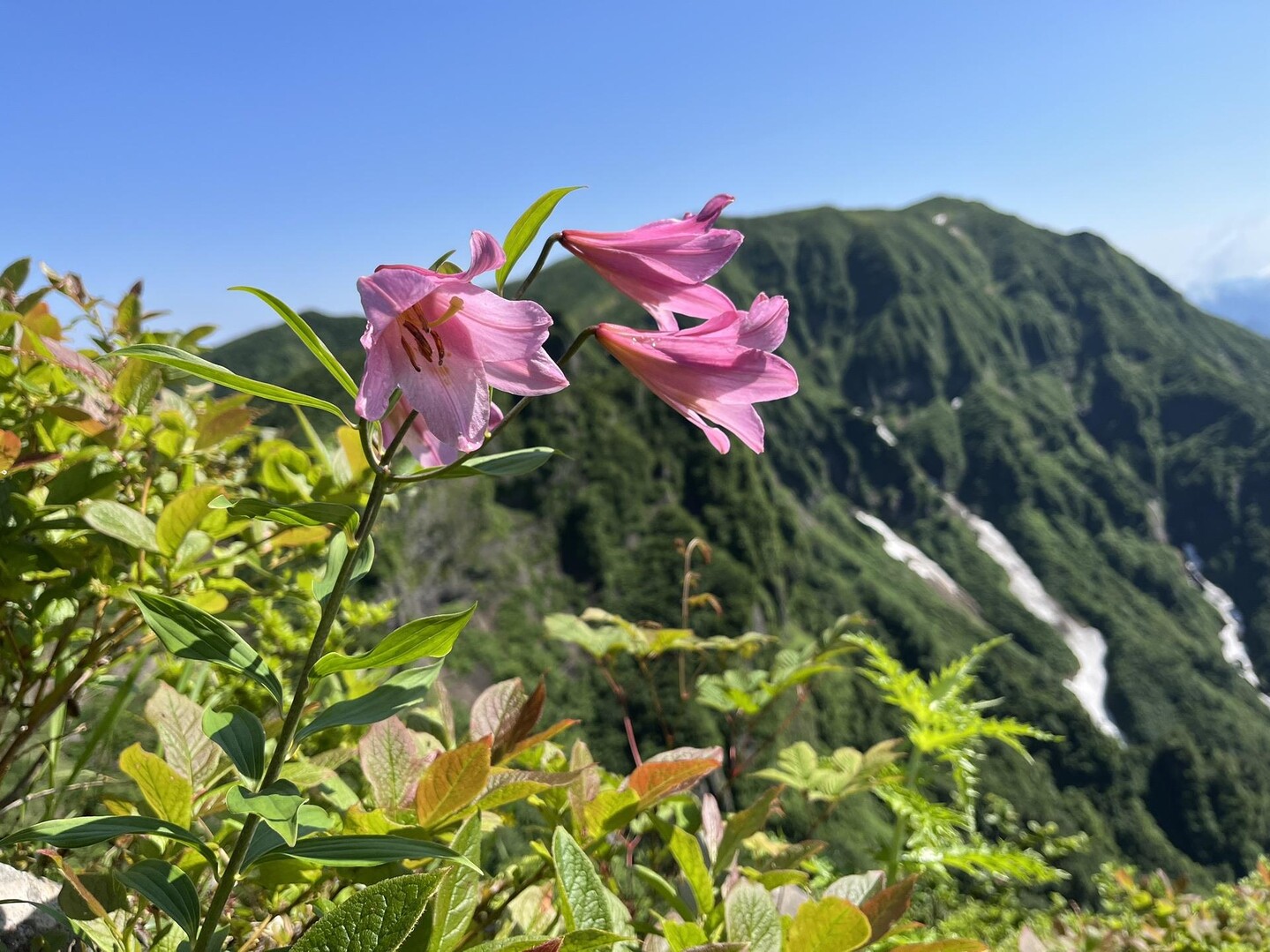ヒメに会いに 鬼が面山〜北岳へ / tamu.kさんの浅草岳・鬼ヶ面山の活動データ | YAMAP / ヤマップ