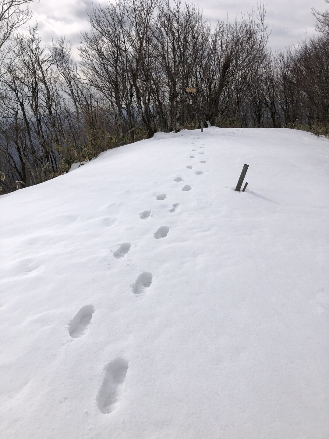 小五郎山 周回(向峠→金山谷鉱山) / neroliさんの小五郎山の活動データ | YAMAP / ヤマップ
