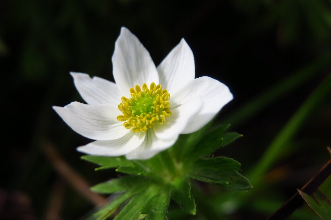鳥海山 (翌日)筑波山 / 🍀moomin🍀さんの鳥海山・七高山・笙ヶ岳の活動データ | YAMAP / ヤマップ