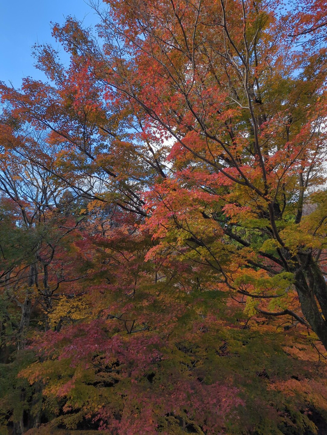 solaさんの投稿したフィールドメモ | YAMAP / ヤマップ