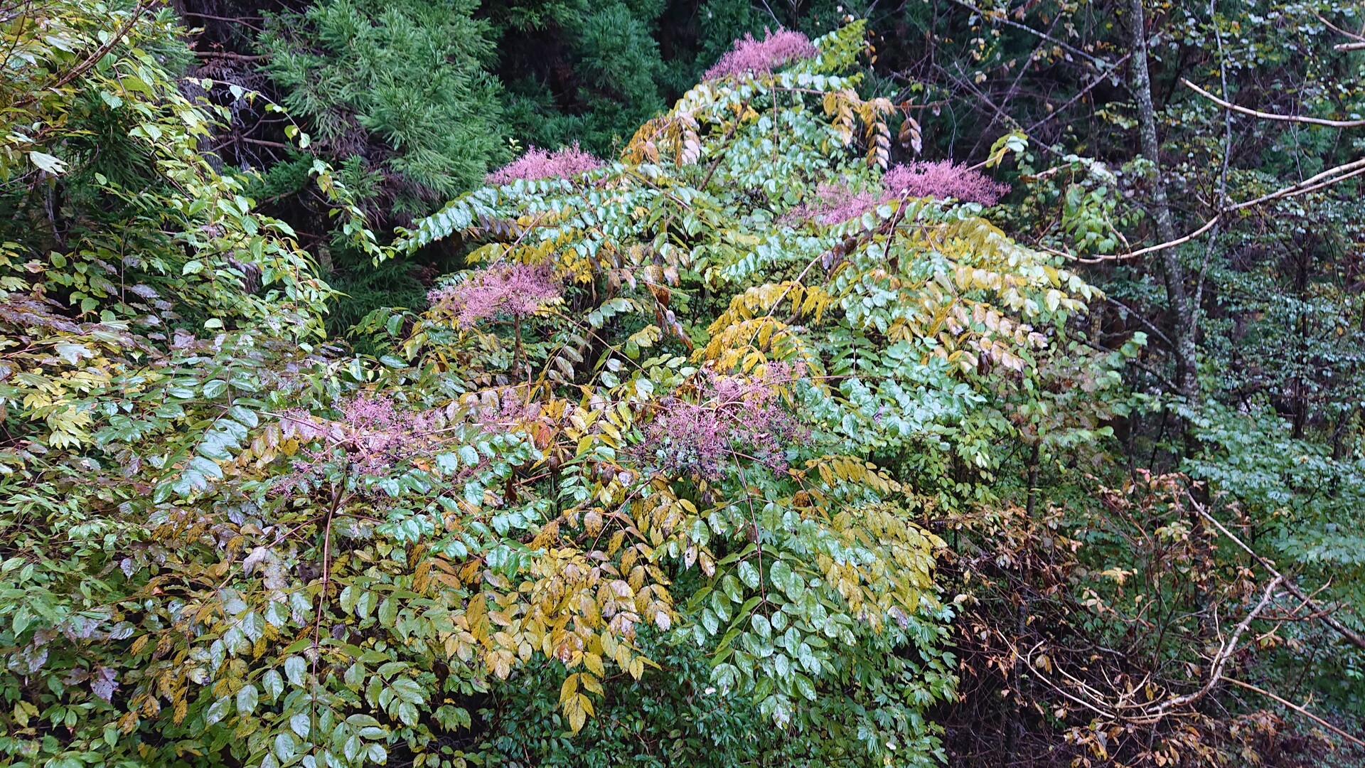焼山の鯛子林道の脇には、タラがいっぱい ... / hiyoko🐥さんのモーメント | YAMAP / ヤマップ