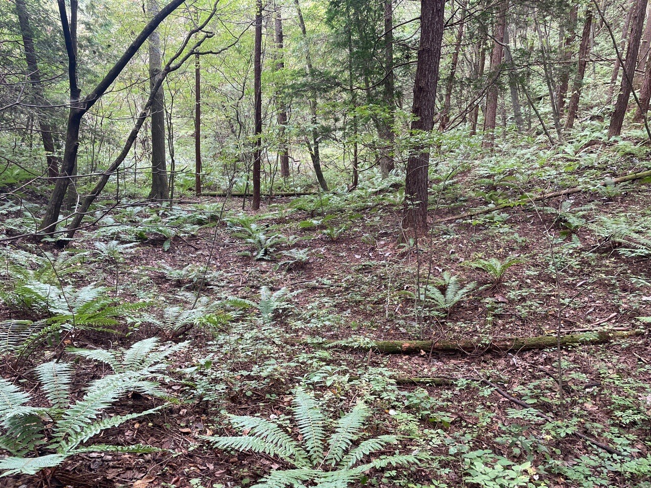 Shinoさんの投稿したフィールドメモ | YAMAP / ヤマップ