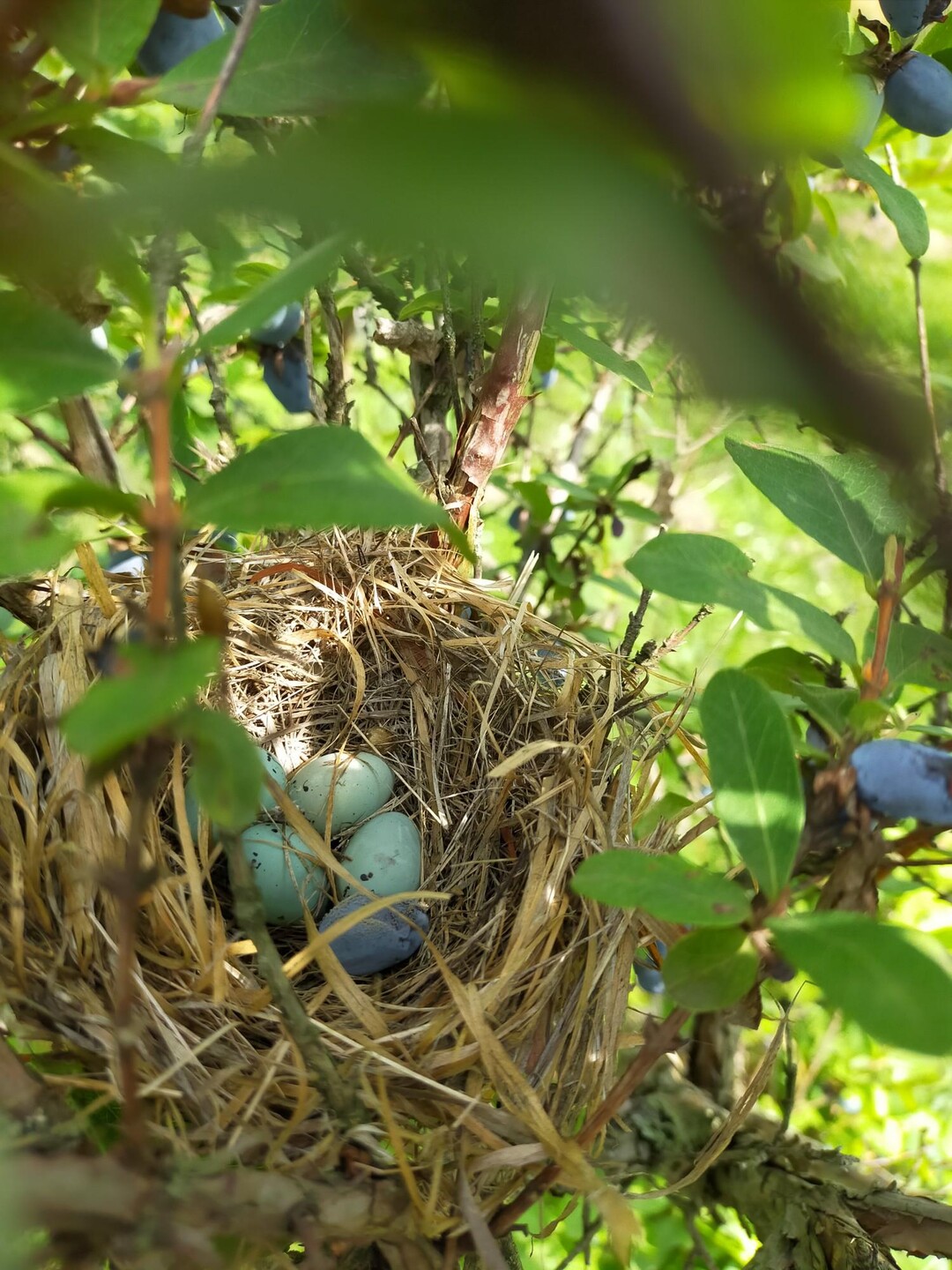 先々週、ハスカップ狩りに行ったら、ハスカ... / kokeroさんのモーメント | YAMAP / ヤマップ