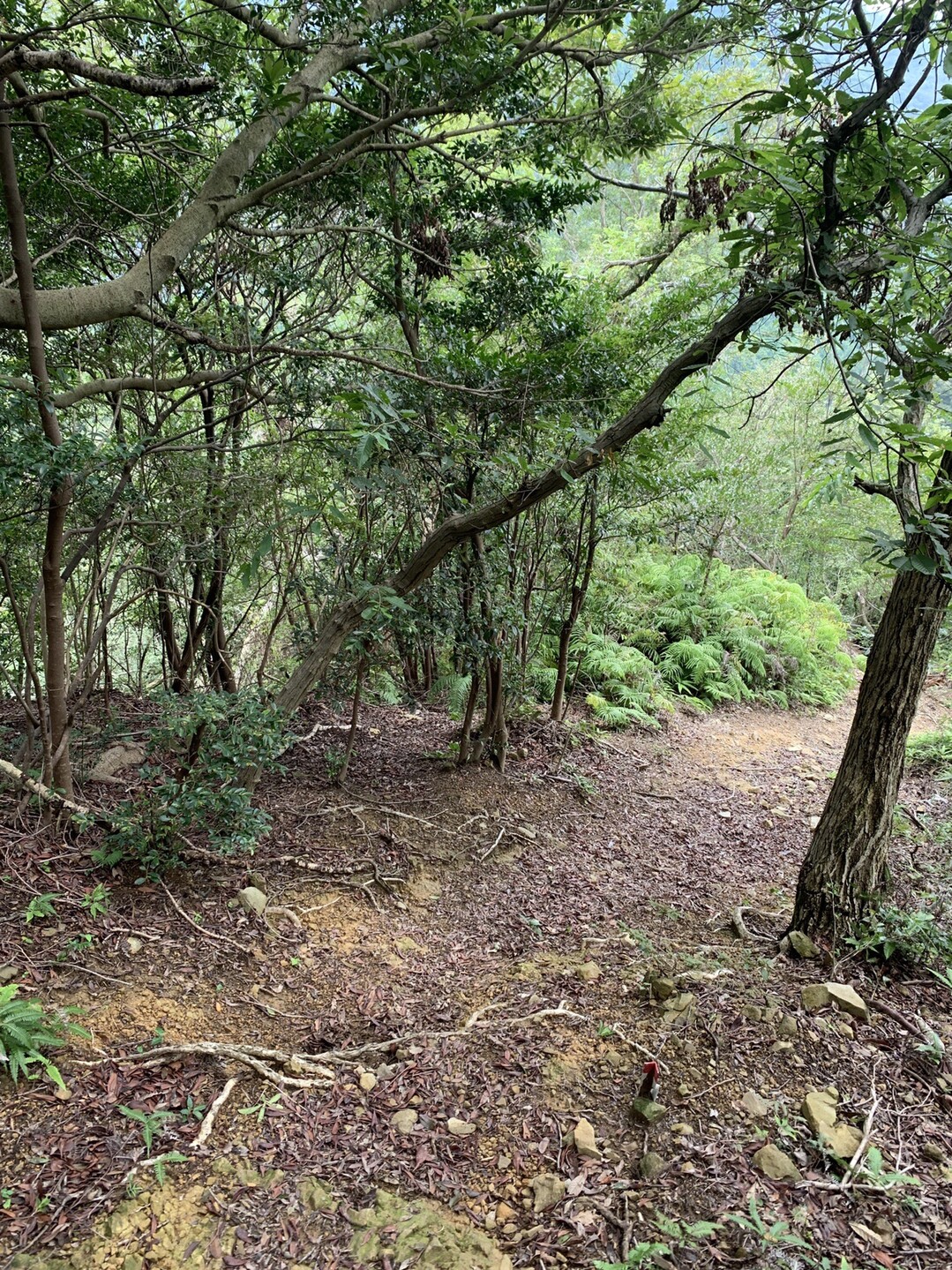 紀泉アルプス・飯盛山・ボンデン山-2019-09-01 / mayumikoさんの紀泉アルプス・飯盛山・ボンデン山の活動データ | YAMAP ...
