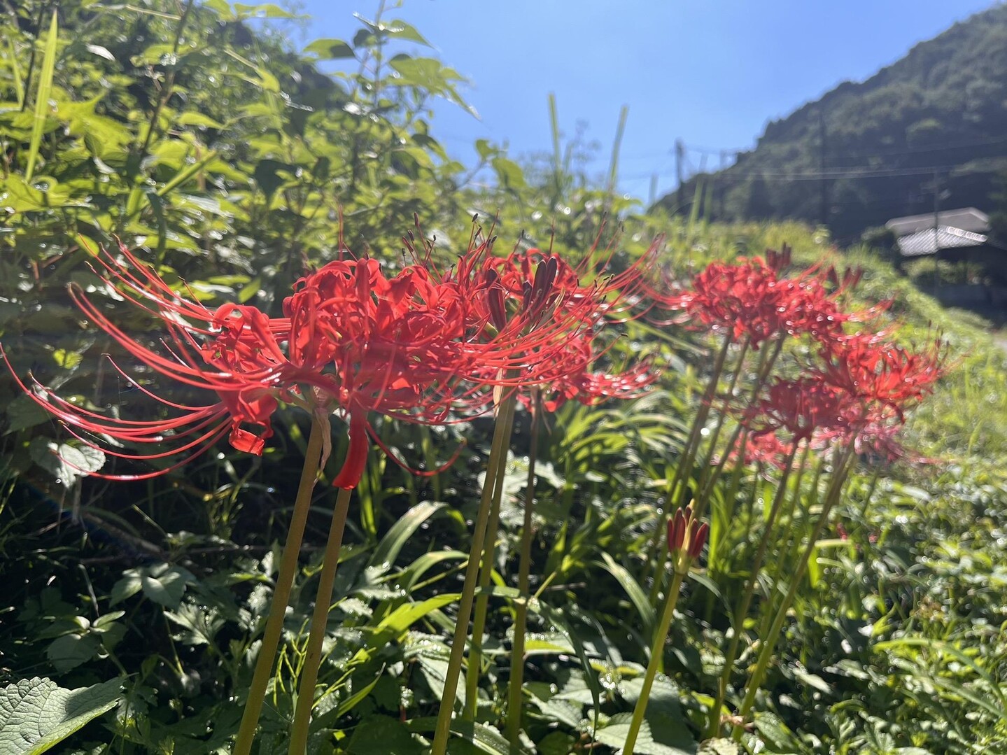 草戸ta / もり田さんの高尾山・陣馬山・景信山の活動データ | YAMAP / ヤマップ