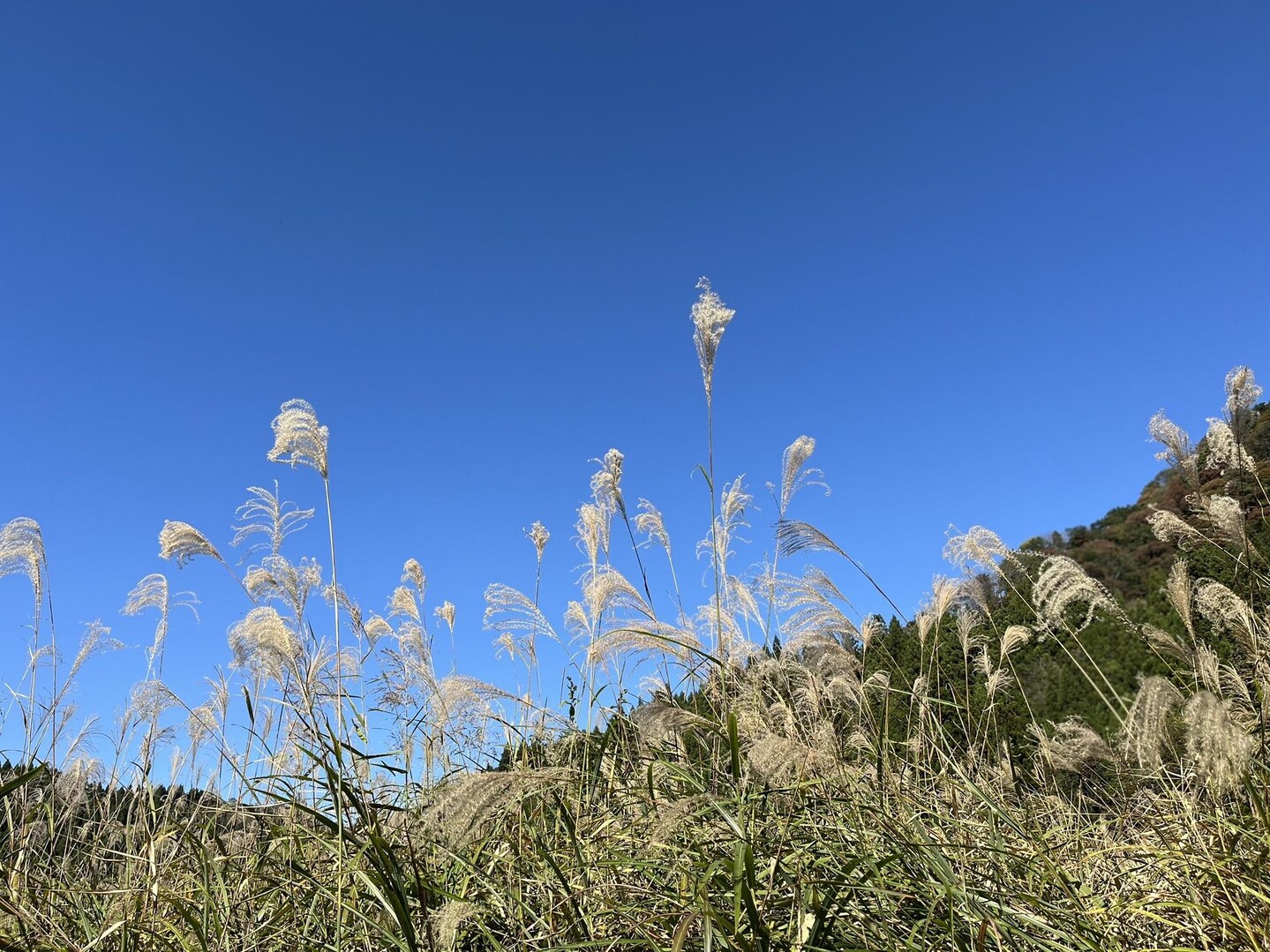 鋸山 / aneさんの鋸山・三ノ峠山・八方台の活動日記 | YAMAP / ヤマップ