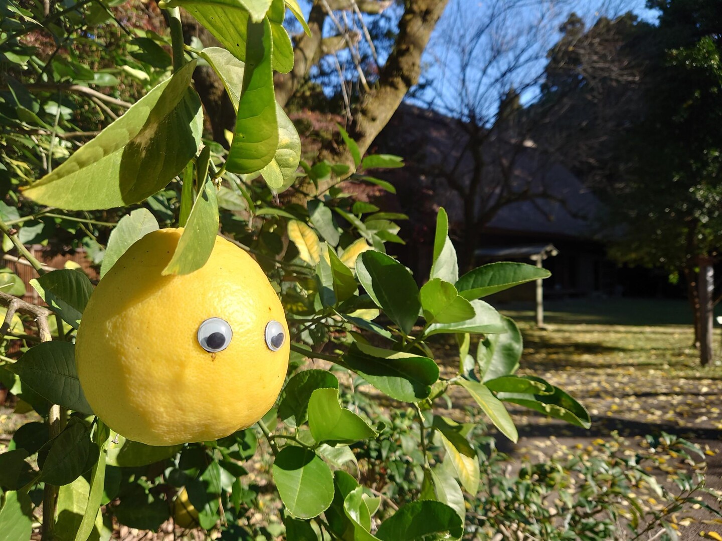 (宮崎出張編7)最後?の散歩～神話と歴史の結節点、神武さま。 / ANCさんの宮崎市の活動データ | YAMAP / ヤマップ