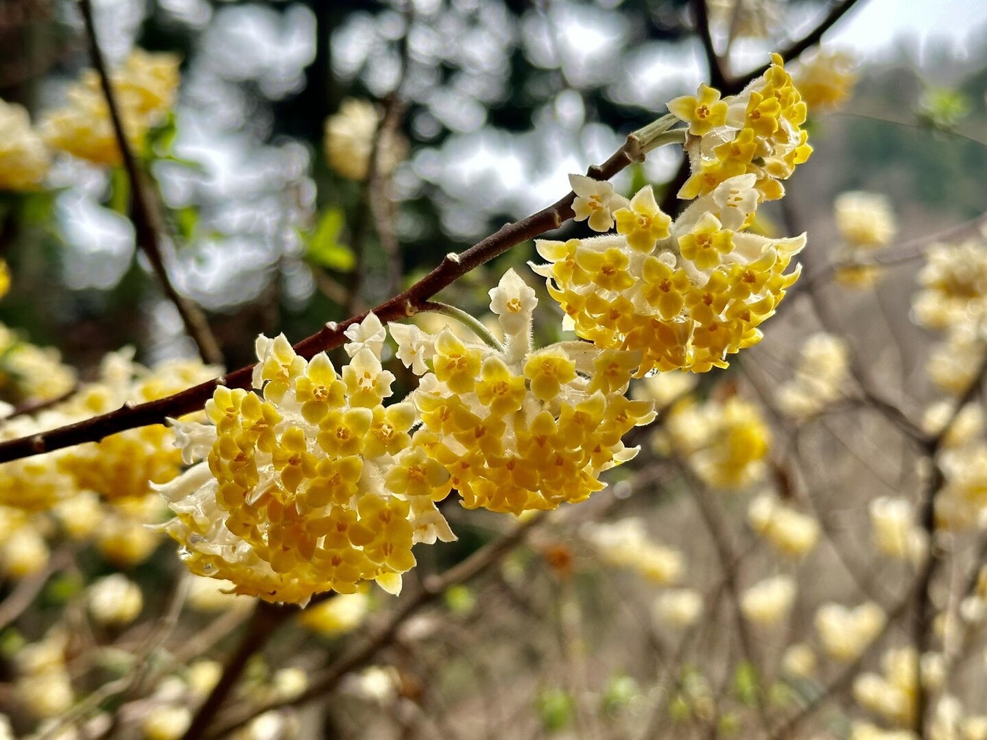 屋敷山のミツマタ&富山の岩うちわ / Beniさんのハイキングの活動データ | YAMAP / ヤマップ