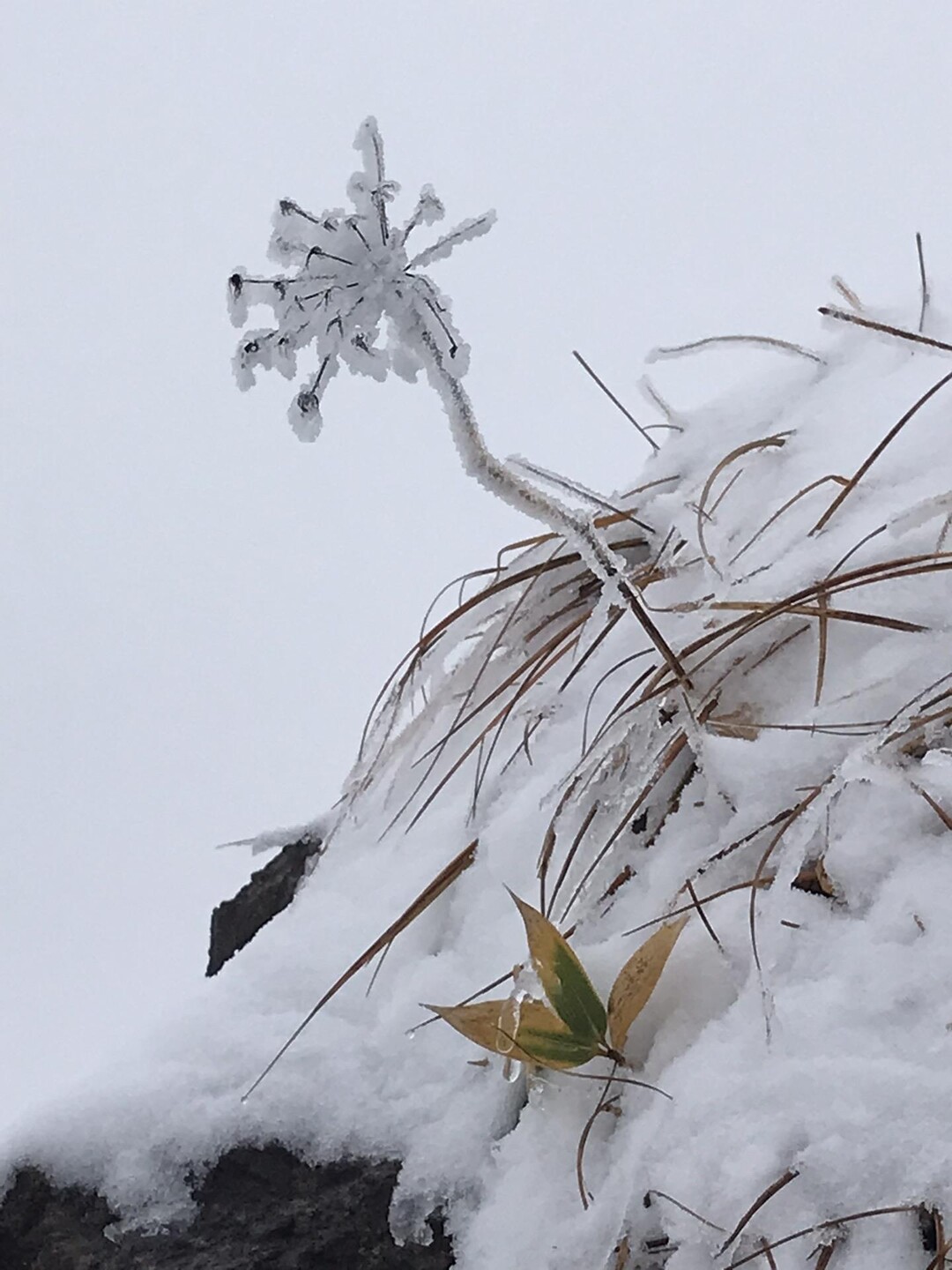 10月下旬 谷川岳(西黒尾根ルート) ... / YOLOさんのモーメント | YAMAP / ヤマップ