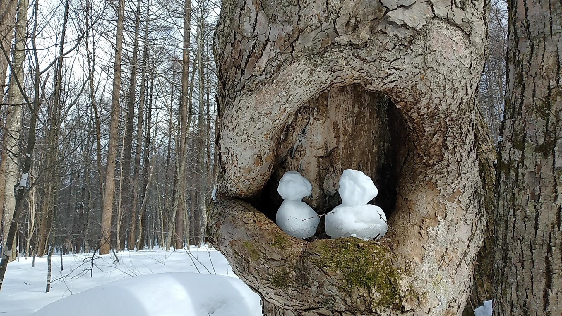 七滝氷爆2023.3.4 / hiro さんの八幡平・源太森・安比岳の活動データ | YAMAP / ヤマップ