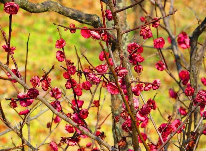 母色の春 https://youtu.b... / コックンさんのモーメント | YAMAP / ヤマップ