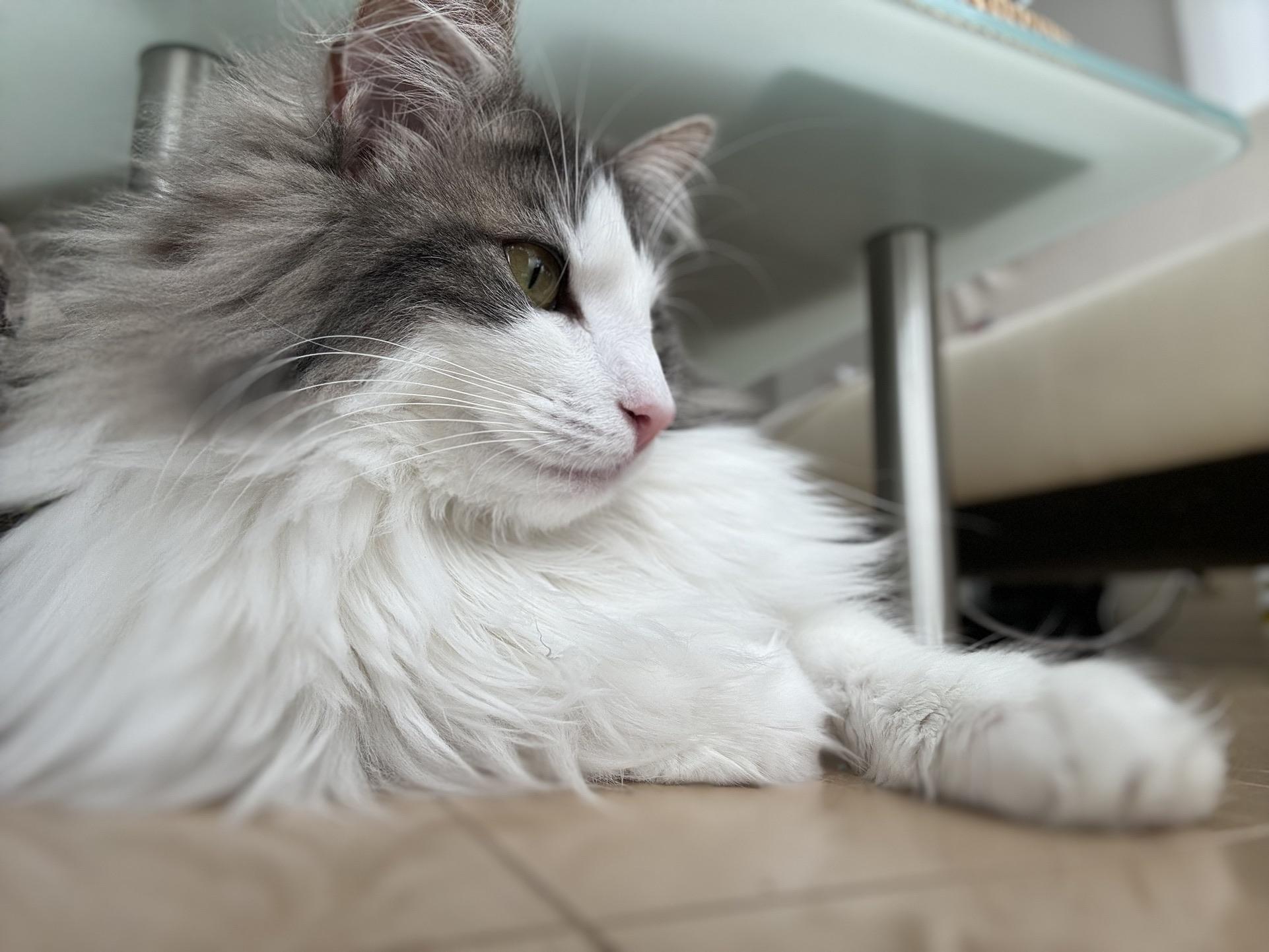 昨晩の姫🐱 https://youtu... / Shin5さんのモーメント | YAMAP / ヤマップ