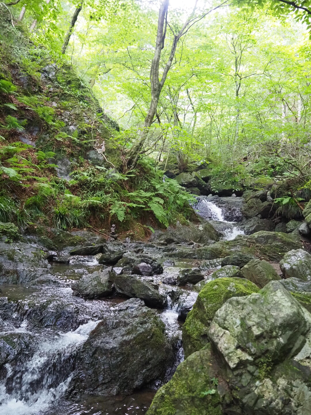 棒ノ嶺（棒ノ折山） / emuさんの棒ノ折山（棒ノ嶺）の活動データ | YAMAP / ヤマップ