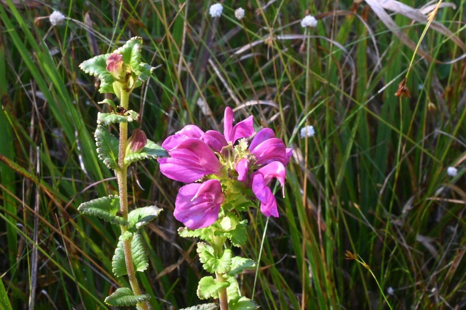 矢並湿地の一般公開最終日 / Naope!さんの豊田市（中心エリア）の活動データ | YAMAP / ヤマップ