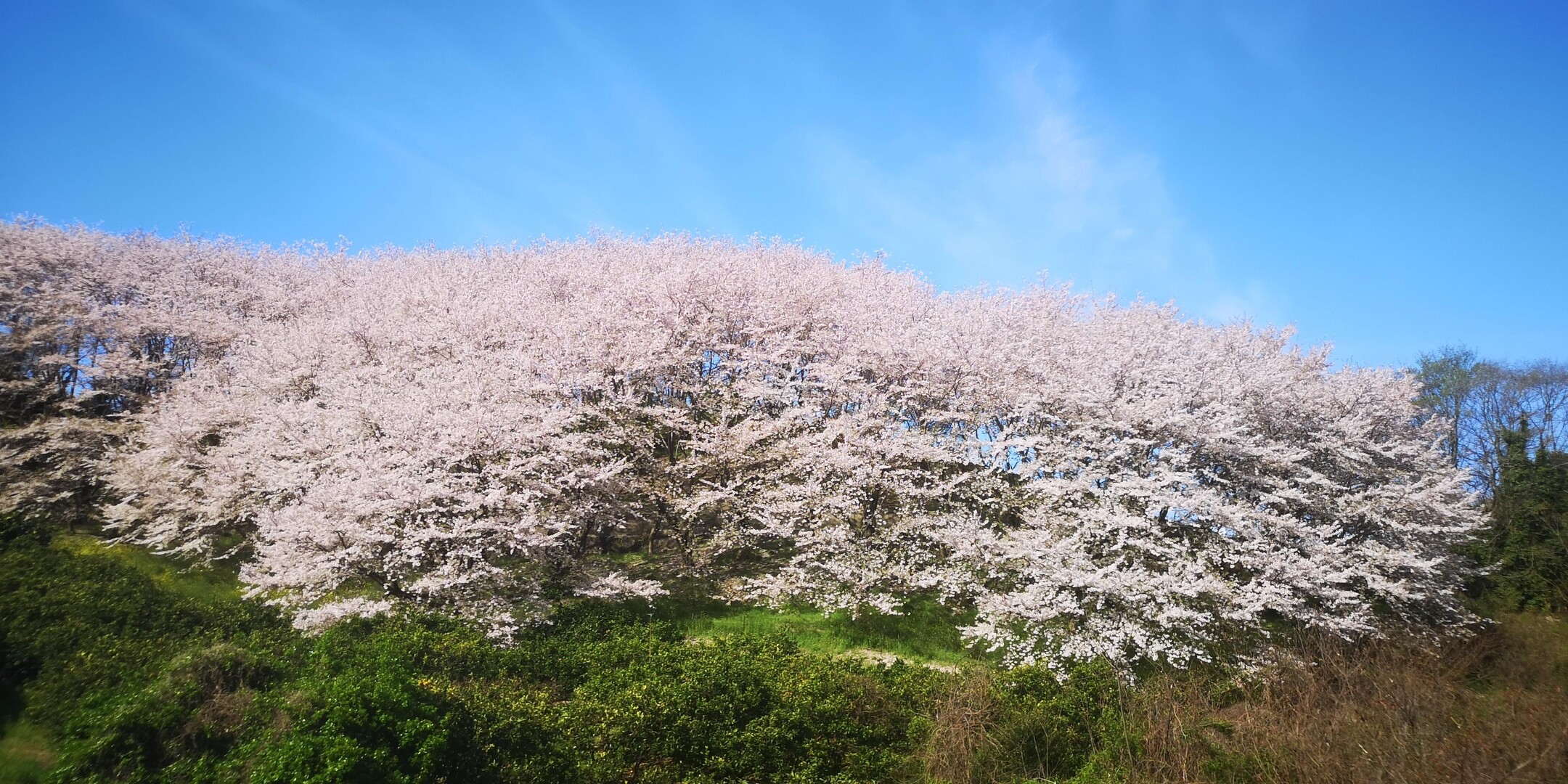 桜🌸満開🎵大平山・狗山・明神山・行者山 / kikuさんの佐木島の活動データ | YAMAP / ヤマップ