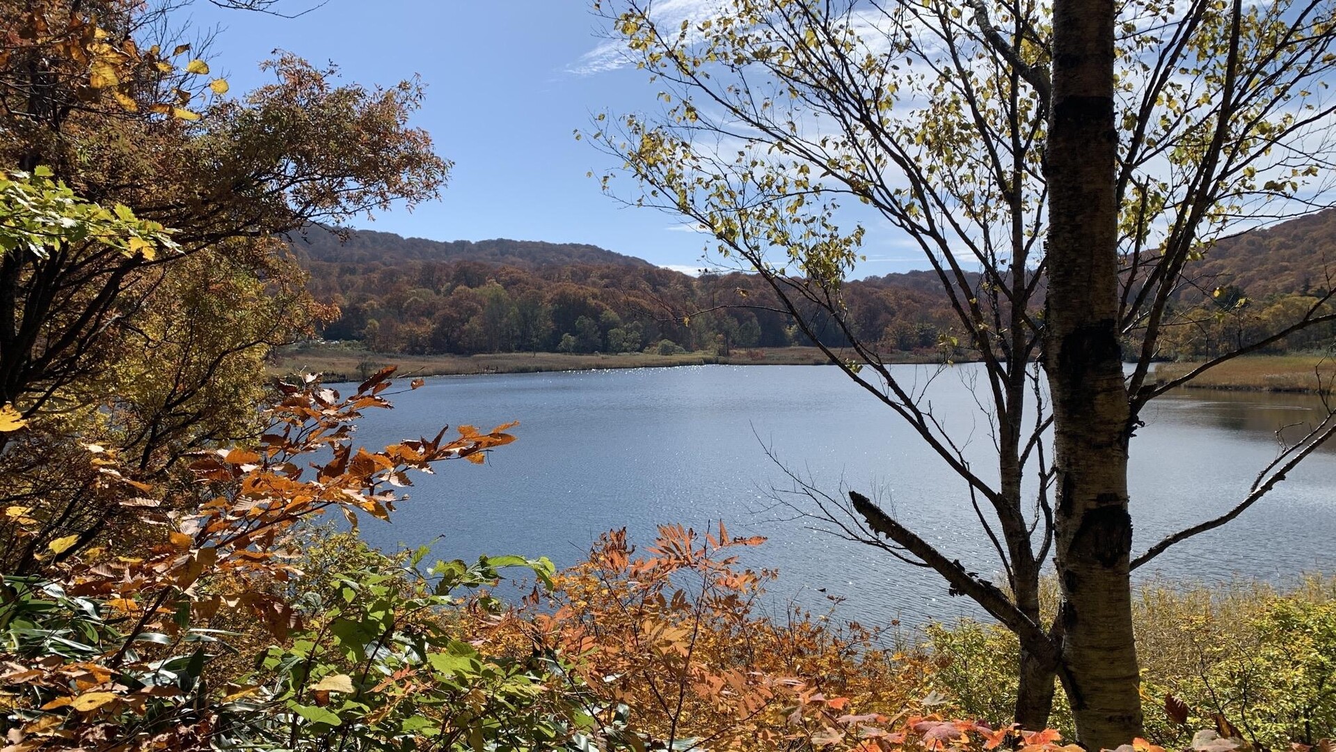 八幡平からのおかわり🍚 大沼と松川大橋🍁 / neeleさんの八幡平・源太森・安比岳の活動データ | YAMAP / ヤマップ