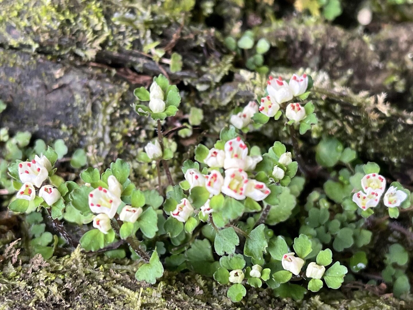 ハナネコノメと景信山東尾根 / harumiさんの高尾山・陣馬山・景信山の活動データ | YAMAP / ヤマップ