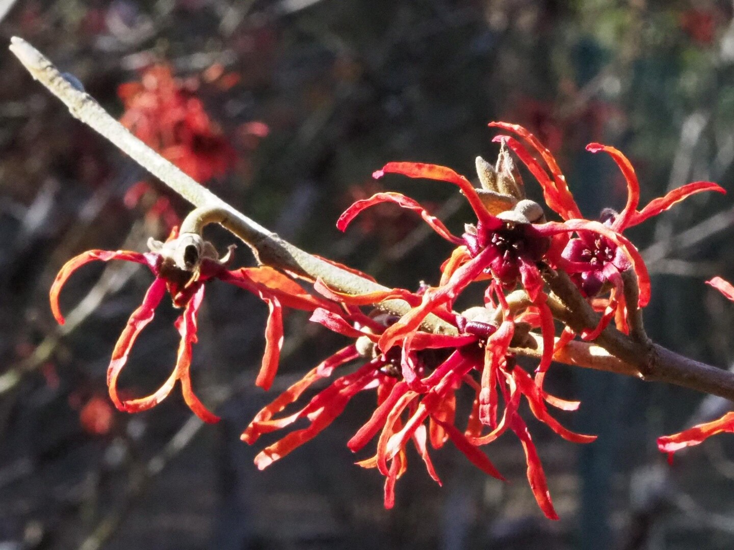 𖥧𖥣𖡡𖥧アカバナマンサク 3-... / Hanaさんのモーメント | YAMAP / ヤマップ