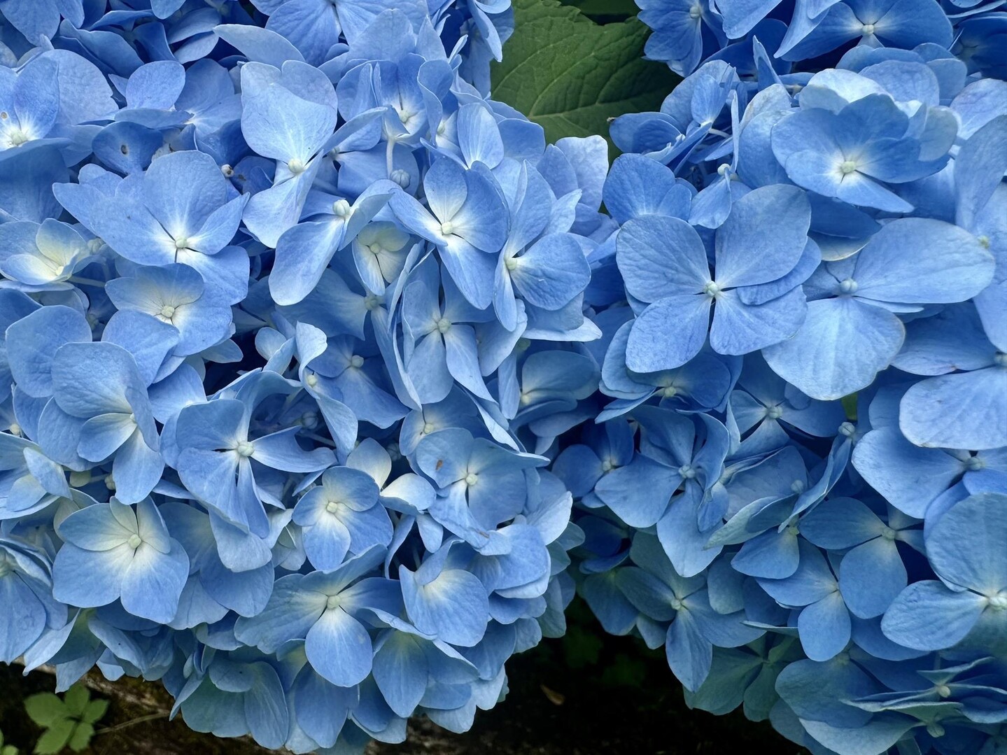 護摩堂山 / miiさんの菩提寺山・高立山・護摩堂山の活動データ | YAMAP / ヤマップ