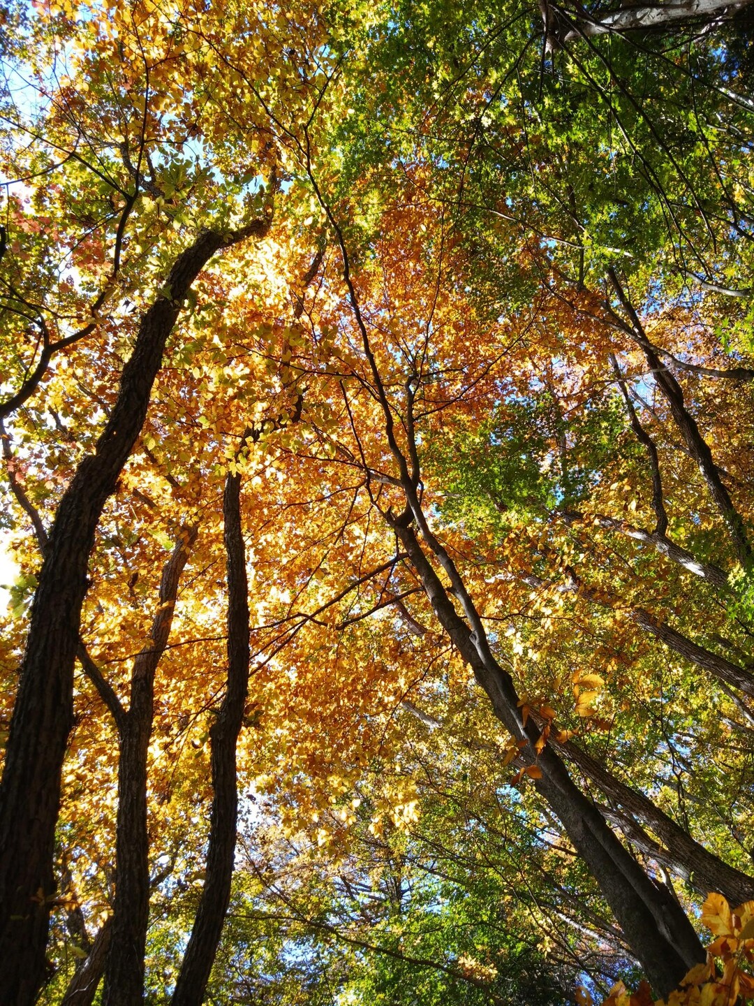 秀麗富嶽十二景五番山頂(奈良倉山)🗻🍁 / Nagaさんの大菩薩嶺・鶏冠山・大マテイ山の活動データ | YAMAP / ヤマップ