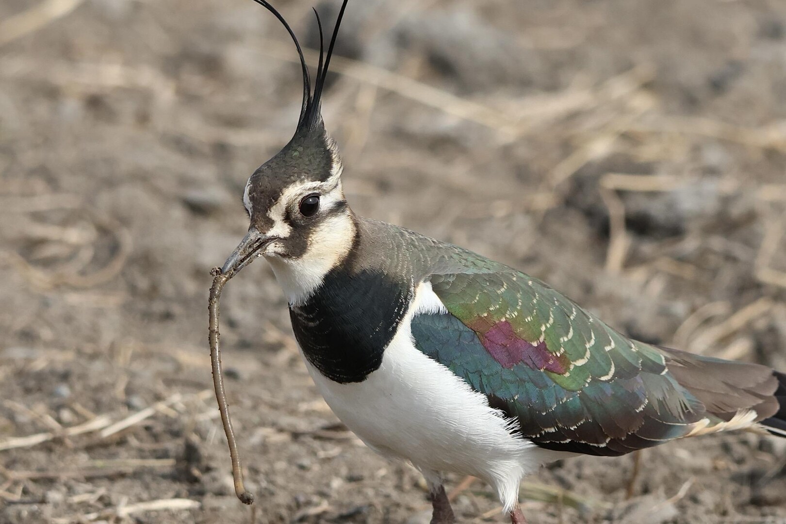 タゲリ🤩が巨大ミミズを土の中から吸って... / GONKEさんのモーメント | YAMAP / ヤマップ
