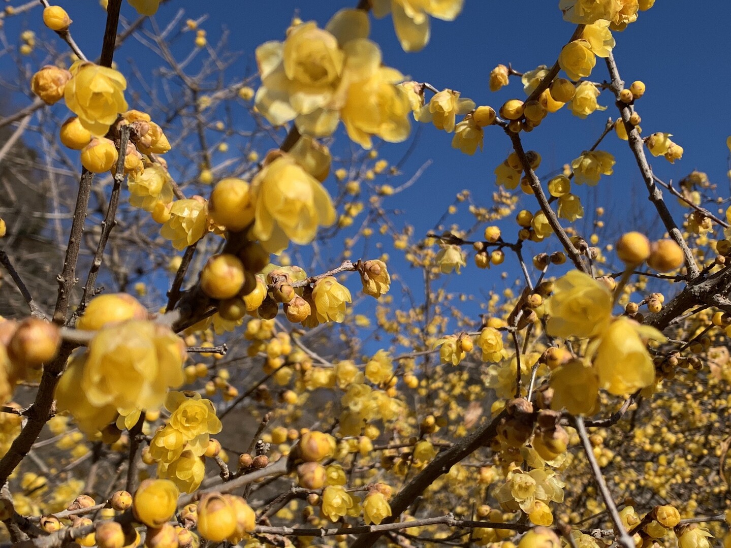 筑波山で蝋梅を愛でる💖 / かわ32さんの筑波山の活動データ | YAMAP / ヤマップ