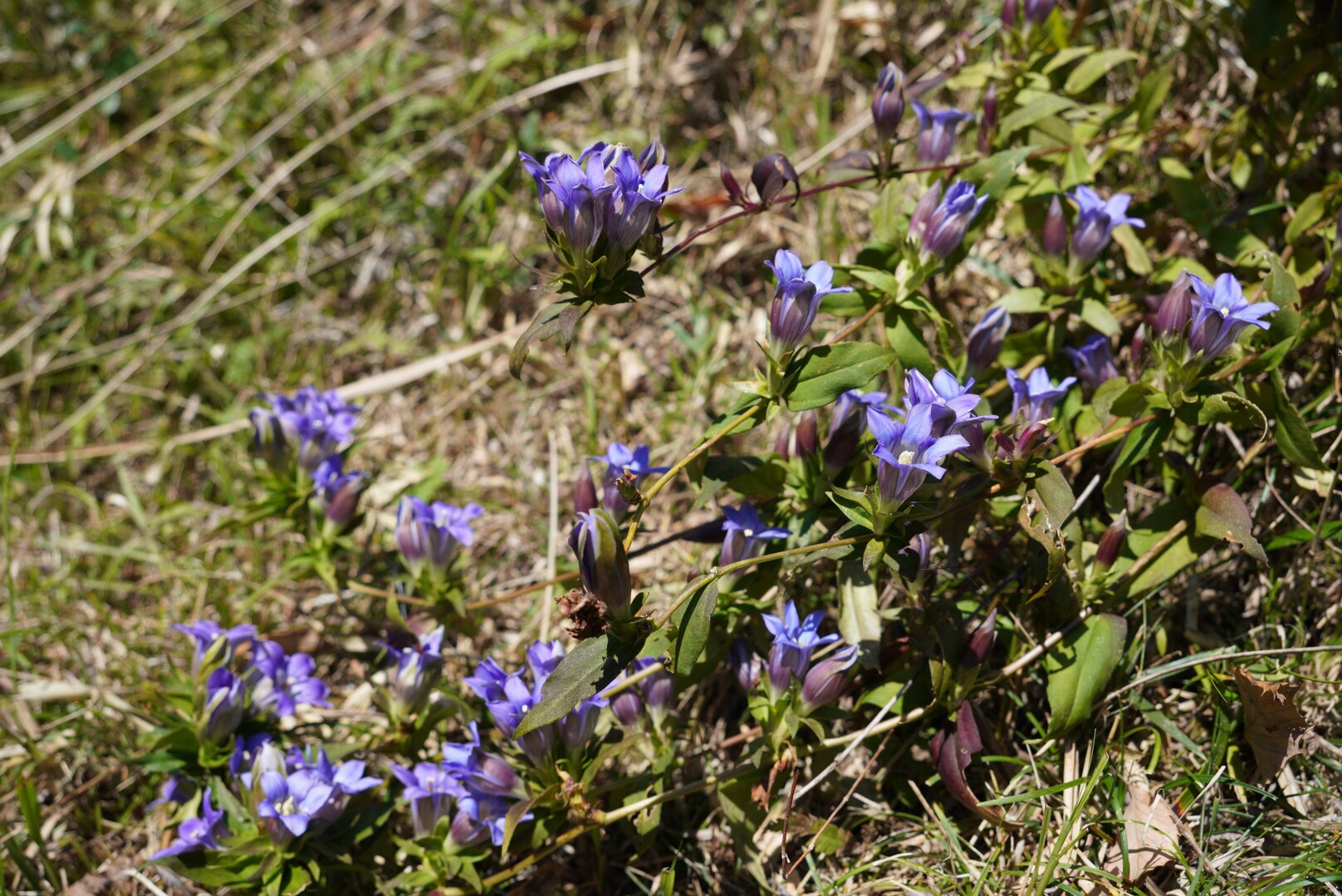 4年前に見つけた裏山のリンドウが、今年も... / you_recoさんのモーメント | YAMAP / ヤマップ