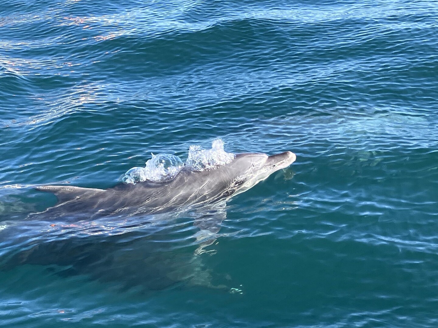 龍ヶ岳 / ☆yu-ka☆さんの上島（天草諸島）・太郎丸嶽・次郎丸嶽の活動日記 | YAMAP / ヤマップ