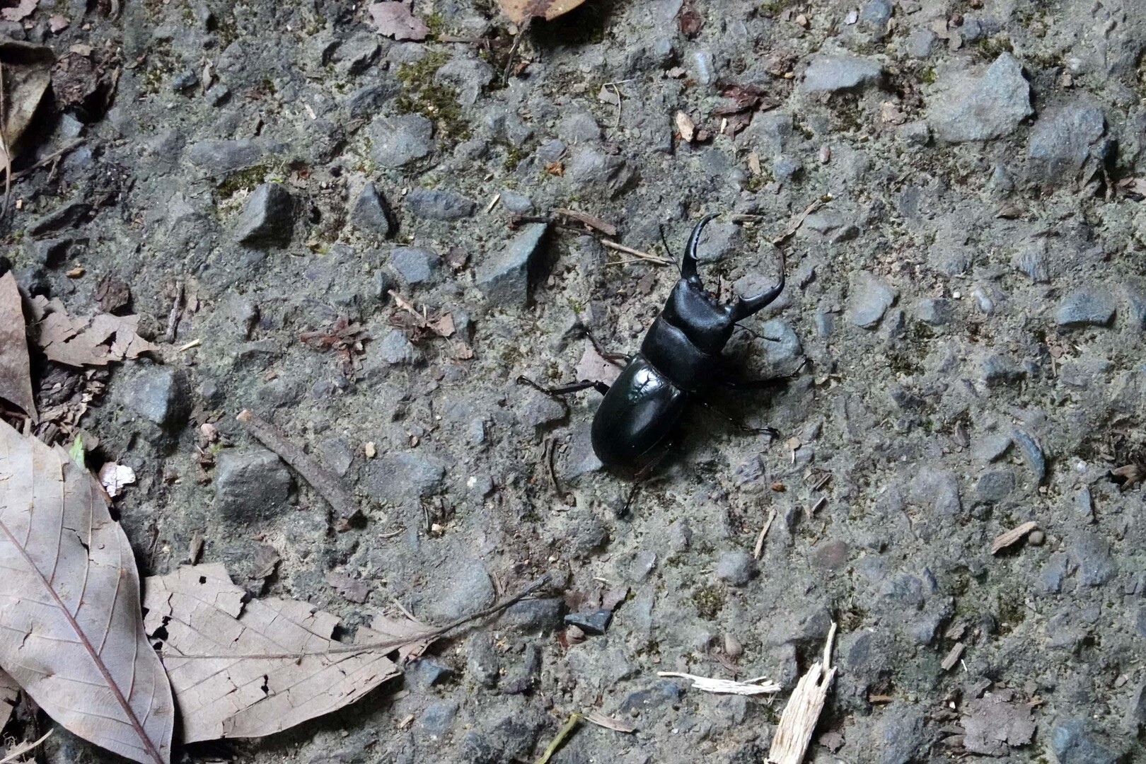 020成就山88ヶ所（61～64）順逆順逆 / 青安平さんの京都一周トレイルの活動データ | YAMAP / ヤマップ