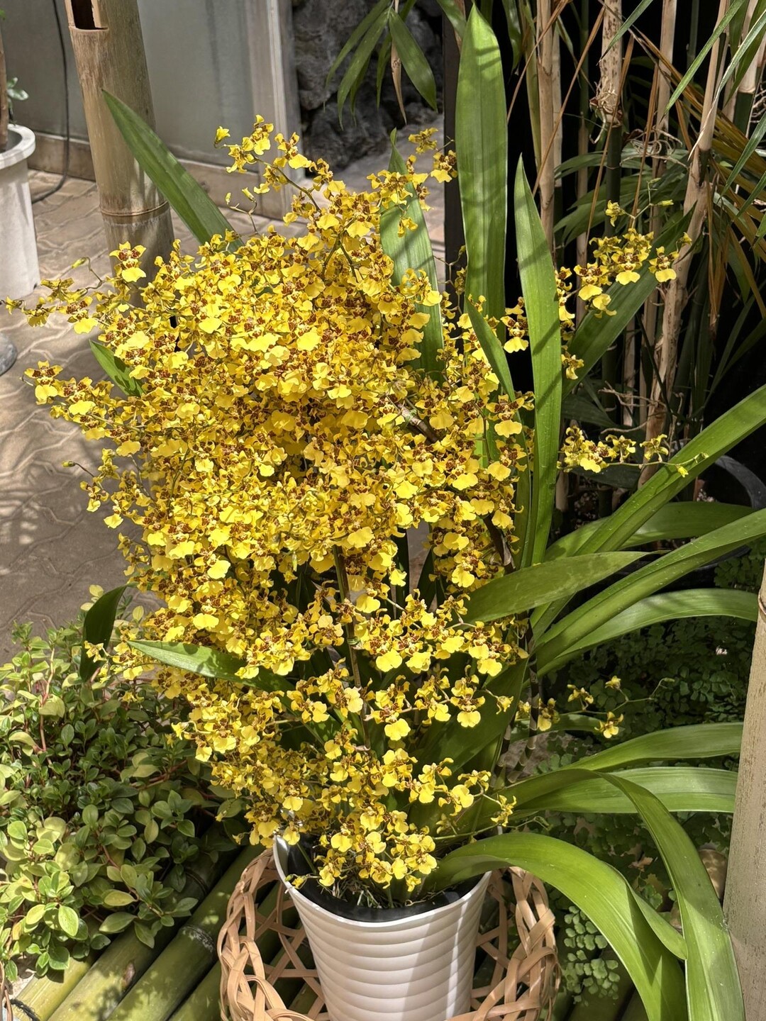 栃木と言えば / drankmonkeyさんの三毳山の活動データ | YAMAP / ヤマップ