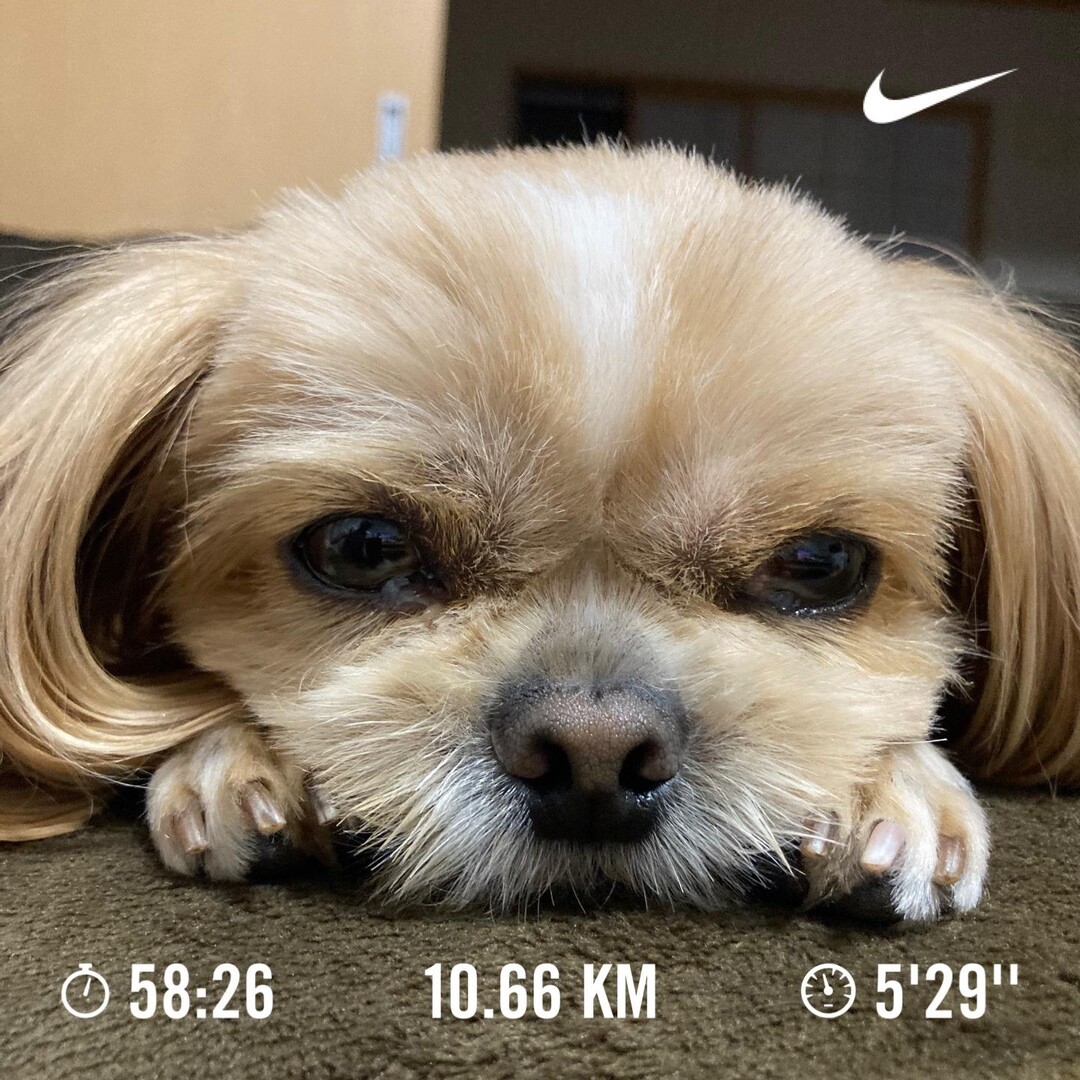 今日は気持ちよく走れました。 ついでに1... / sadaさんのモーメント | YAMAP / ヤマップ