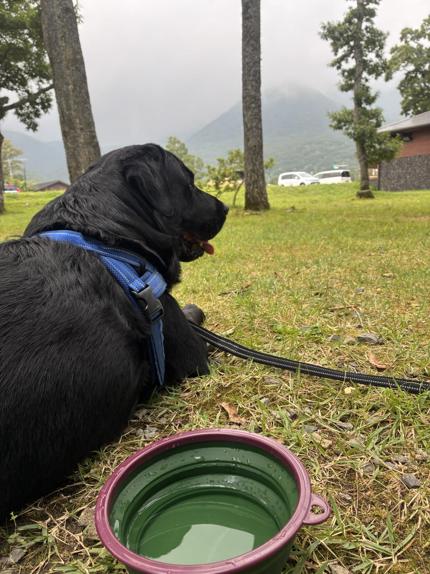 ハルくんと曇天の避暑地で… / UP！UP！Stairsさんの九重山（久住山）・大船山・星生山の活動データ | YAMAP / ヤマップ