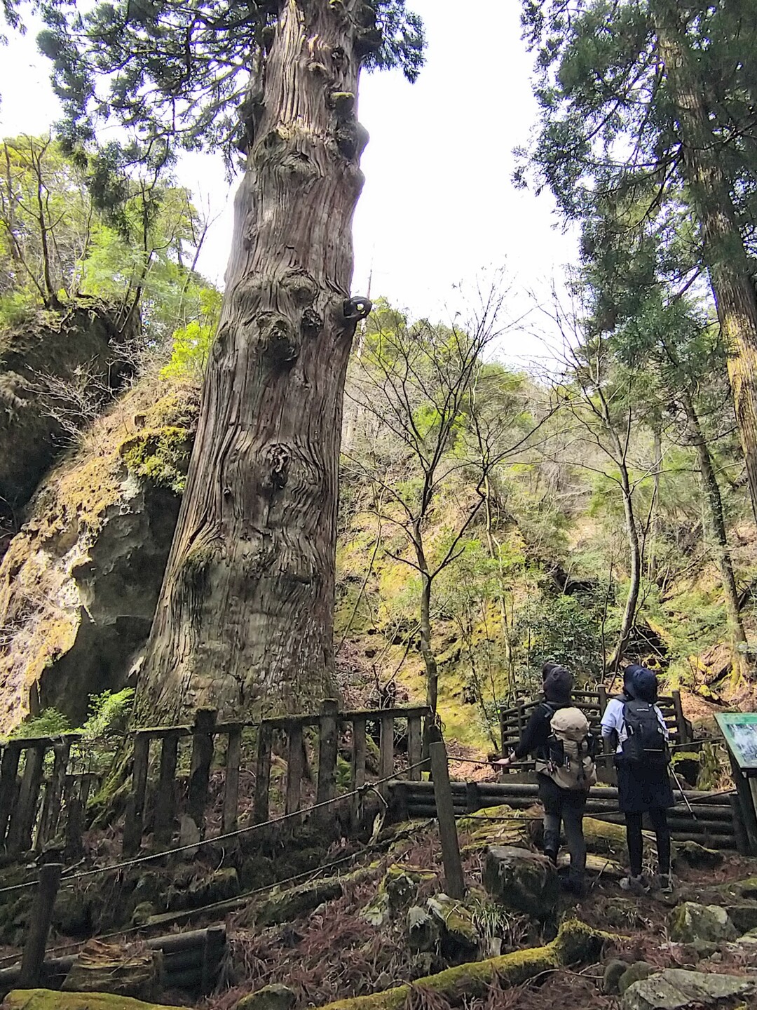 鬼杉に会いに🥰英彦山 / hiroyoさんの英彦山の活動データ | YAMAP / ヤマップ