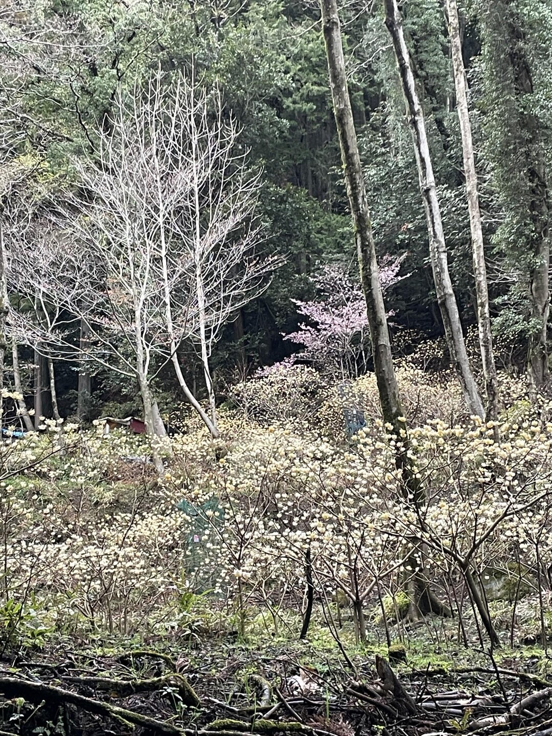 大山〜日向薬師 / ellena15さんの大山の活動データ | YAMAP / ヤマップ