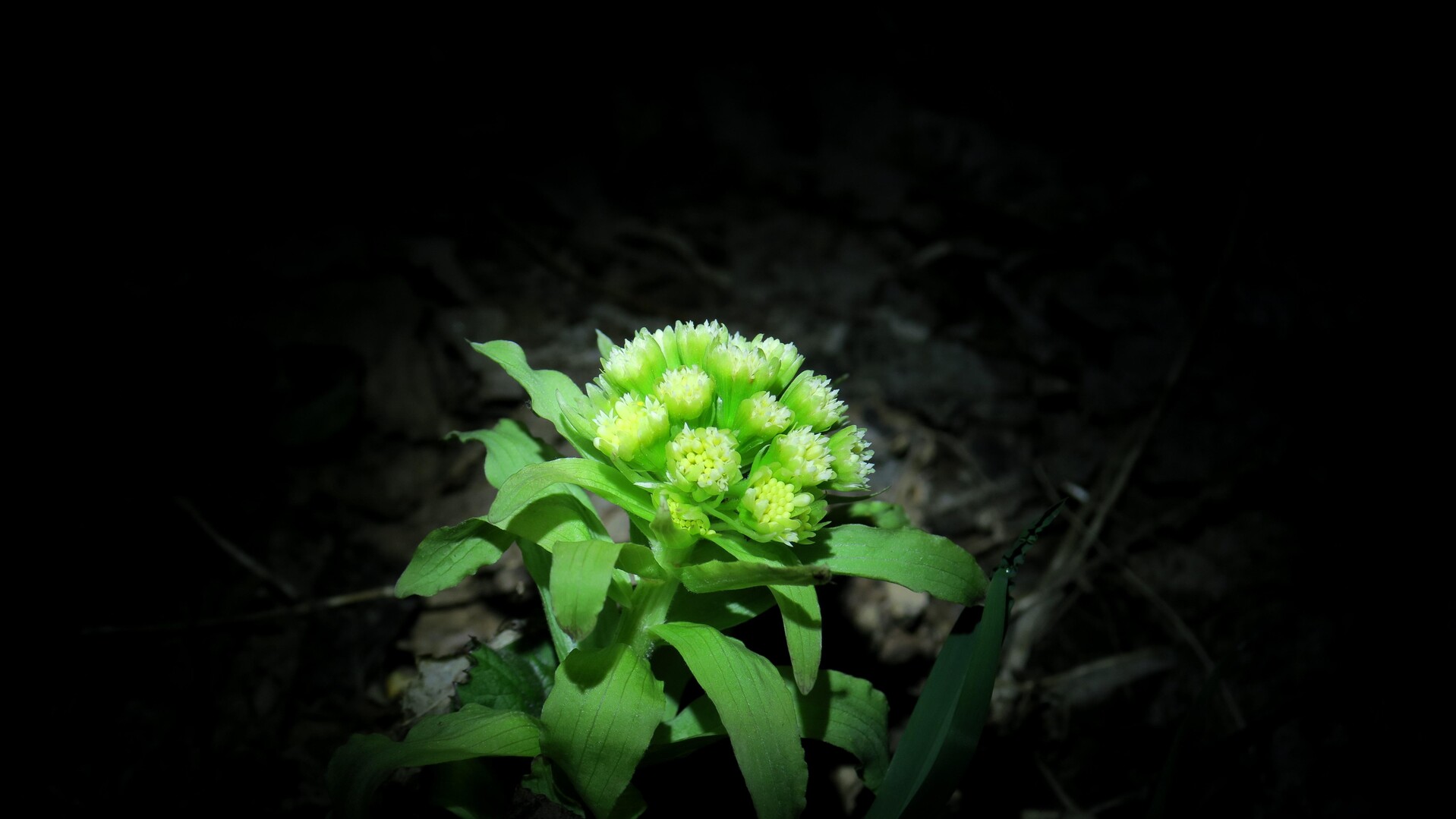 砺波散居村の朝（夕霧峠より）🌠🌄 未... / tomo1990さんのモーメント | YAMAP / ヤマップ