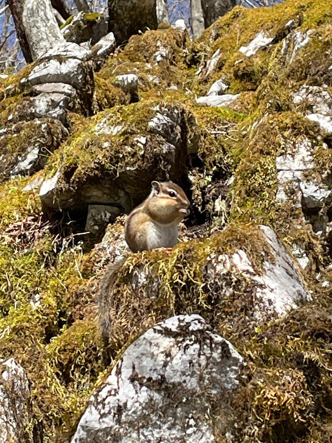 御池岳 / golfbakaさんの天狗堂の活動データ | YAMAP / ヤマップ