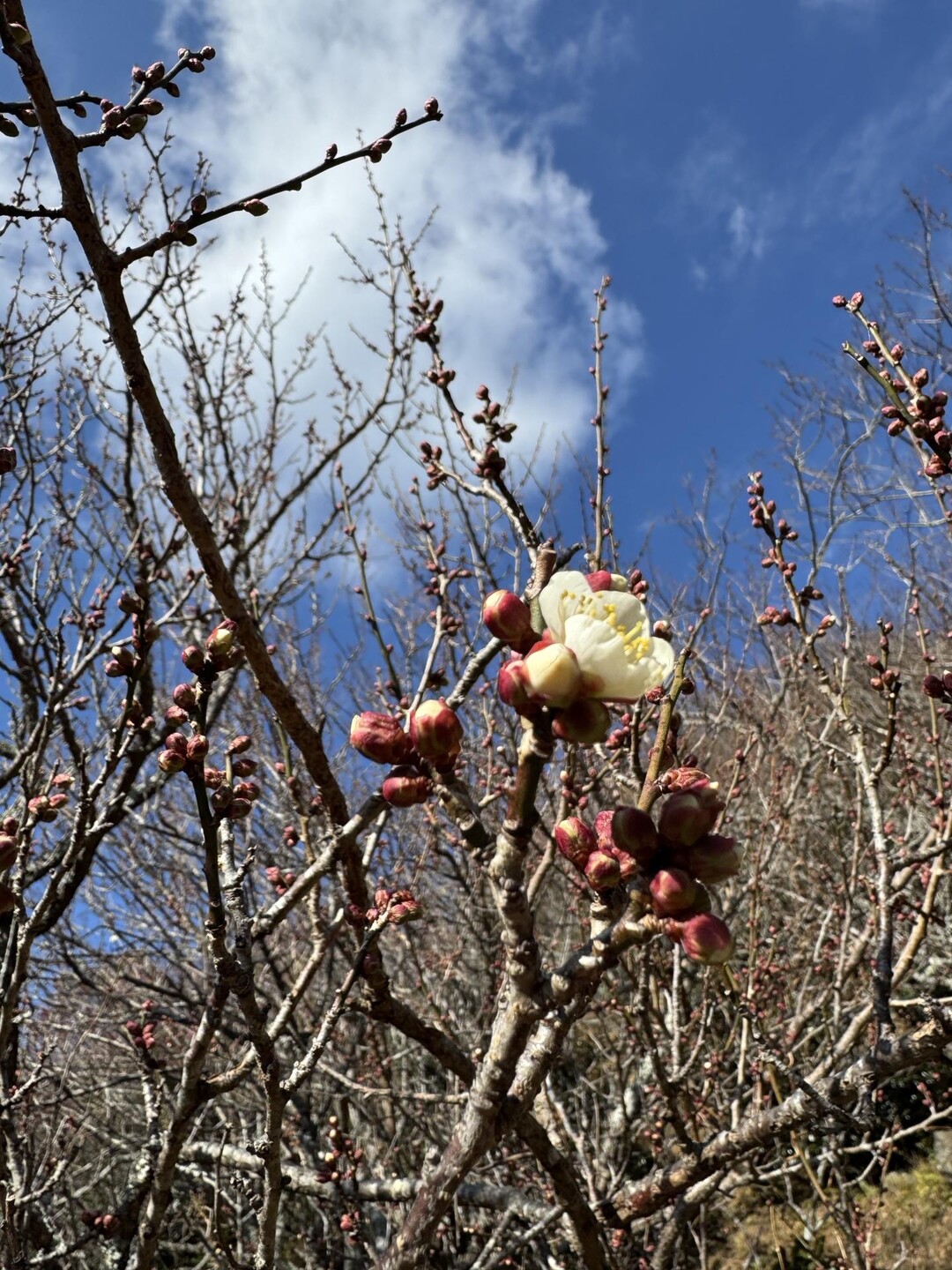 まだ梅は咲かぬ幕山 / Masako_Mさんの幕山・南郷山の活動データ | YAMAP / ヤマップ