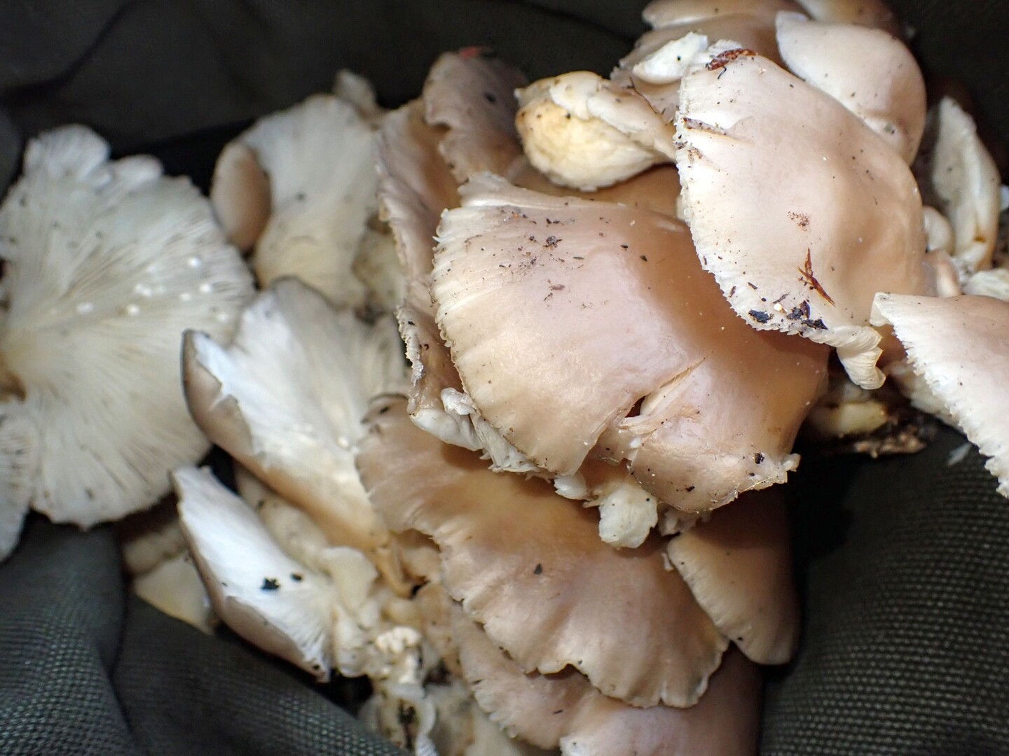 2022/4/27 写真①② 本日の戦利... / METAL-渓山さんのモーメント | YAMAP / ヤマップ