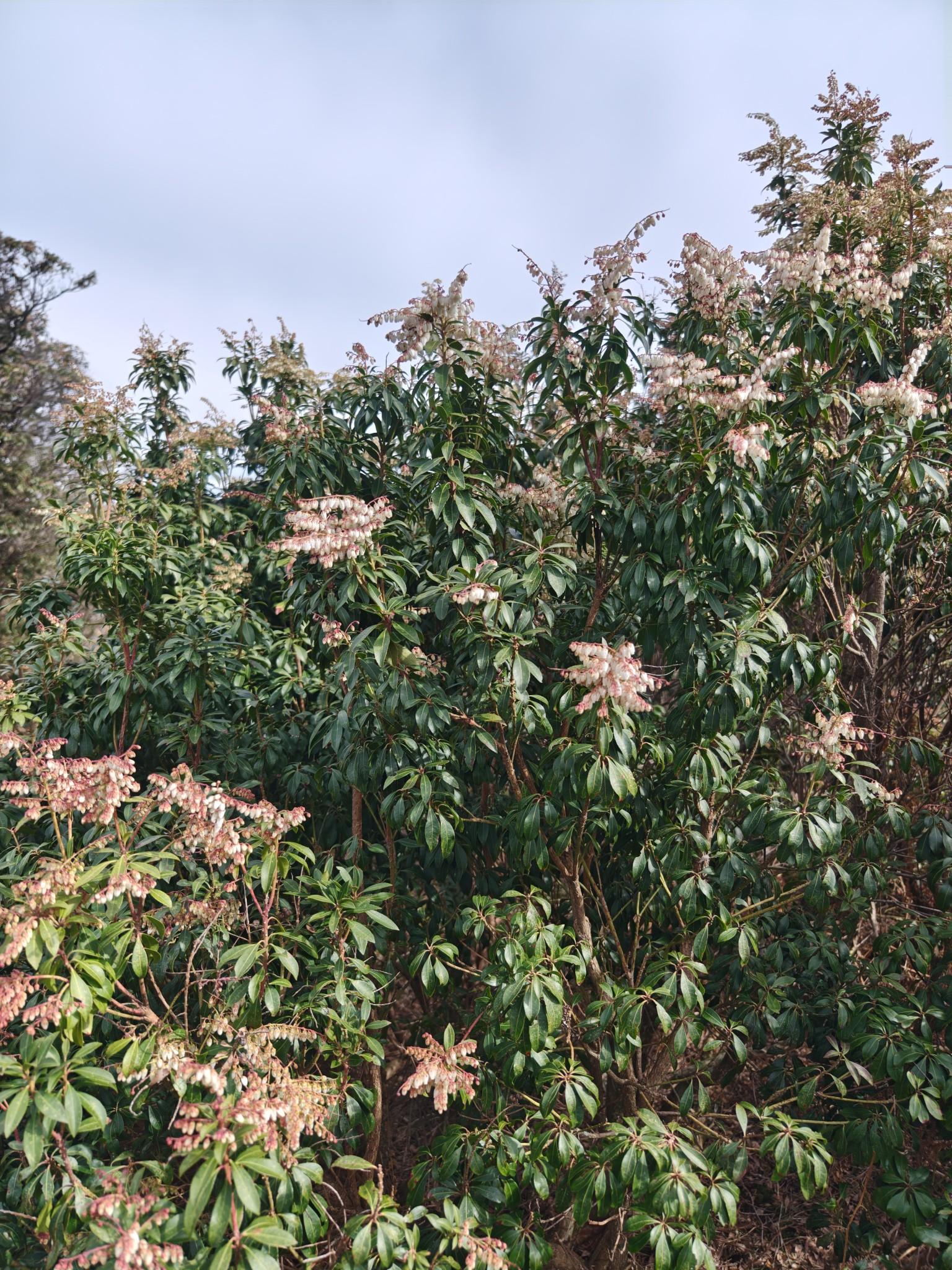 鈴鹿300座2nd 37/39日目 入道ヶ岳〜宮指路岳分岐舐めてました / Maronさんの入道ヶ岳・鎌ヶ岳・仙ヶ岳の活動データ | YAMAP / ヤマップ
