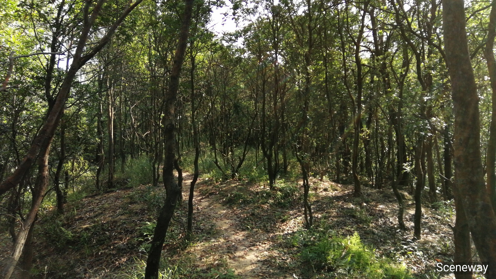 散歩道（中国中山市） / Scenewayさんのウォーキングの活動データ | YAMAP / ヤマップ