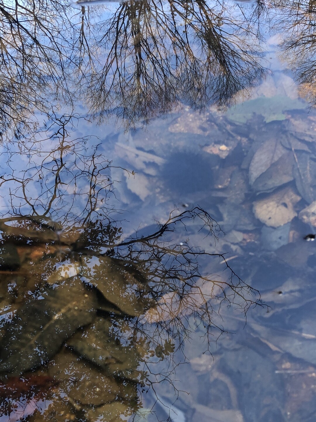 鳩吹山 / kimiさんの鳩吹山の活動データ | YAMAP / ヤマップ