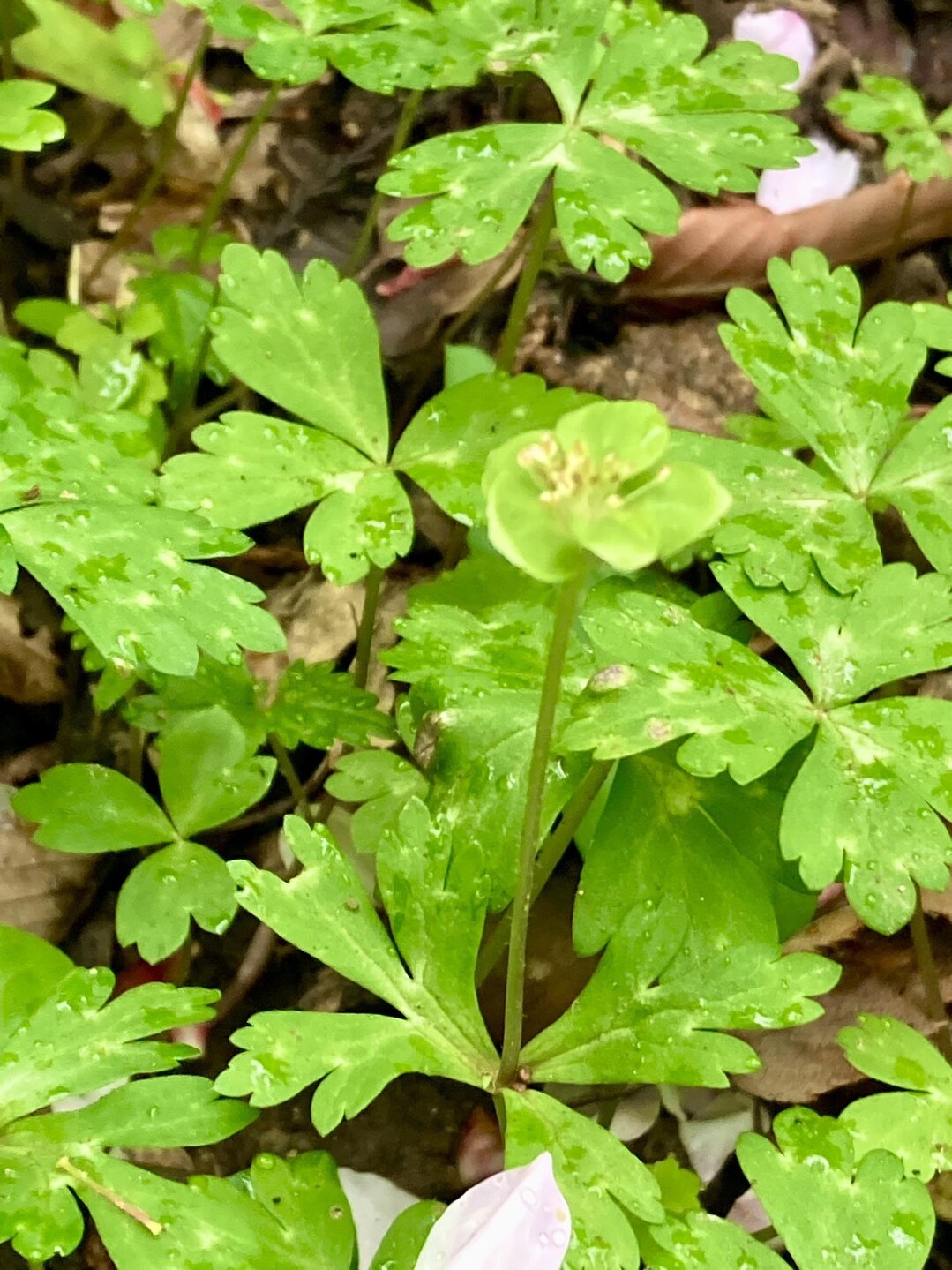 筑波山⛰️ 小鳥の囀りとニリンソウで気分... / BONDIさんのモーメント | YAMAP / ヤマップ