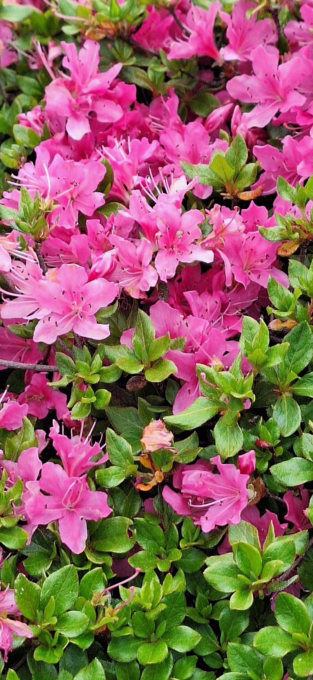 烏帽子岳・駒立山 / junjunさんの阿蘇山・高岳・根子岳の活動データ | YAMAP / ヤマップ