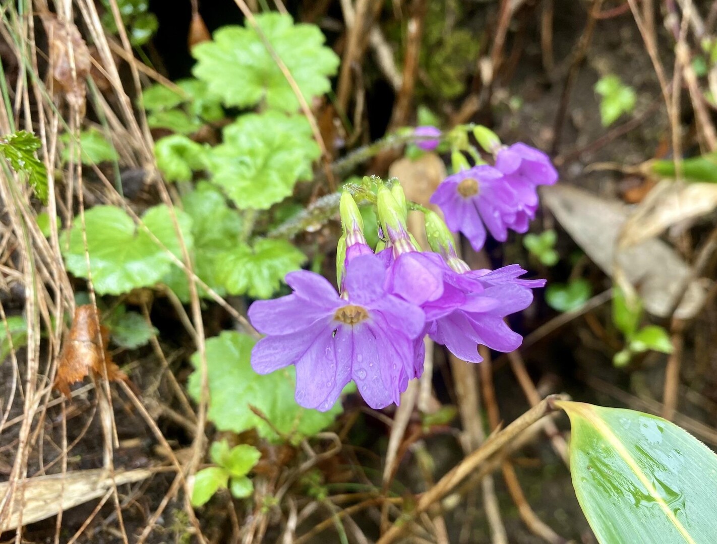金時山から箱根花巡り。 / 3to4さんの金時山・明神ヶ岳の活動日記 | YAMAP / ヤマップ