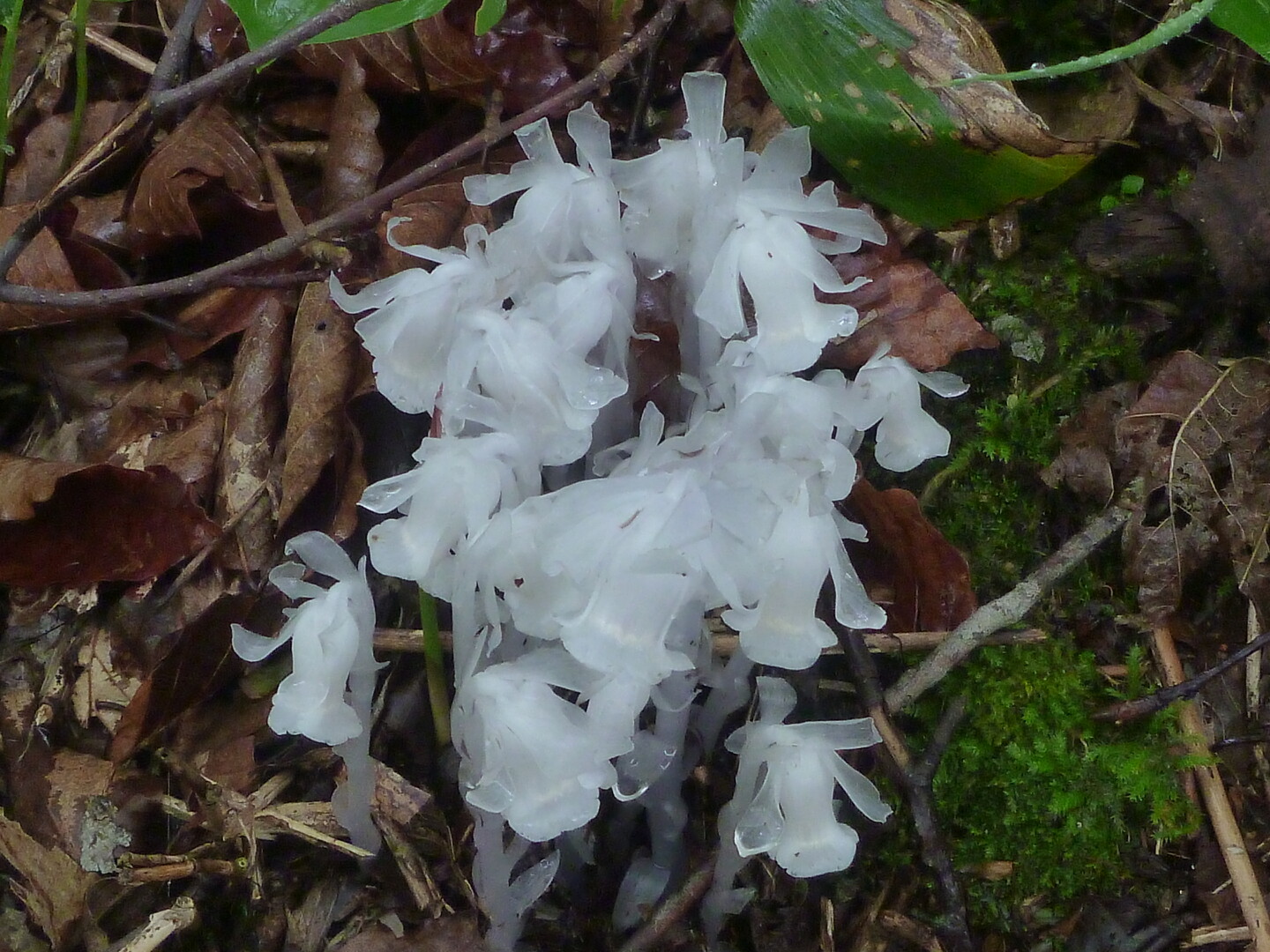 鹿俣山-2020-06-24 / pleng86さんの武尊山・鹿俣山・尼ヶ禿山の活動データ | YAMAP / ヤマップ