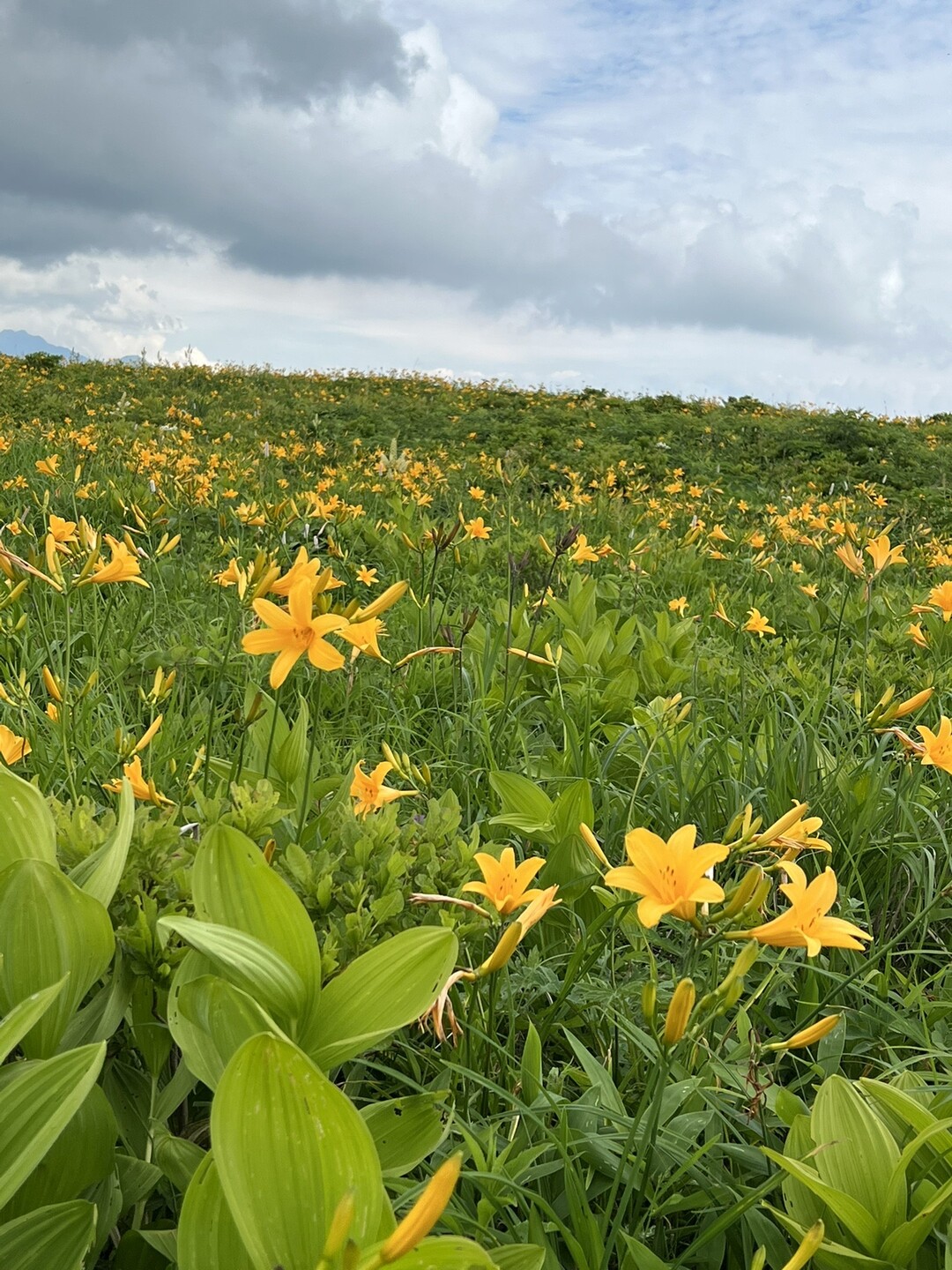霧ヶ峰🌼 / tea003さんの霧ヶ峰・車山・大笹峰の活動データ | YAMAP / ヤマップ