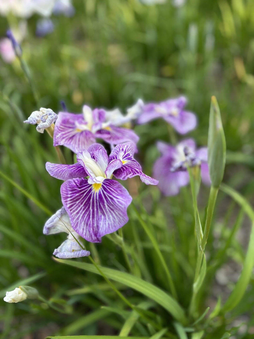 2024-06-05 油ヶ淵公園の花しょ... / aichi ksさんのモーメント | YAMAP / ヤマップ