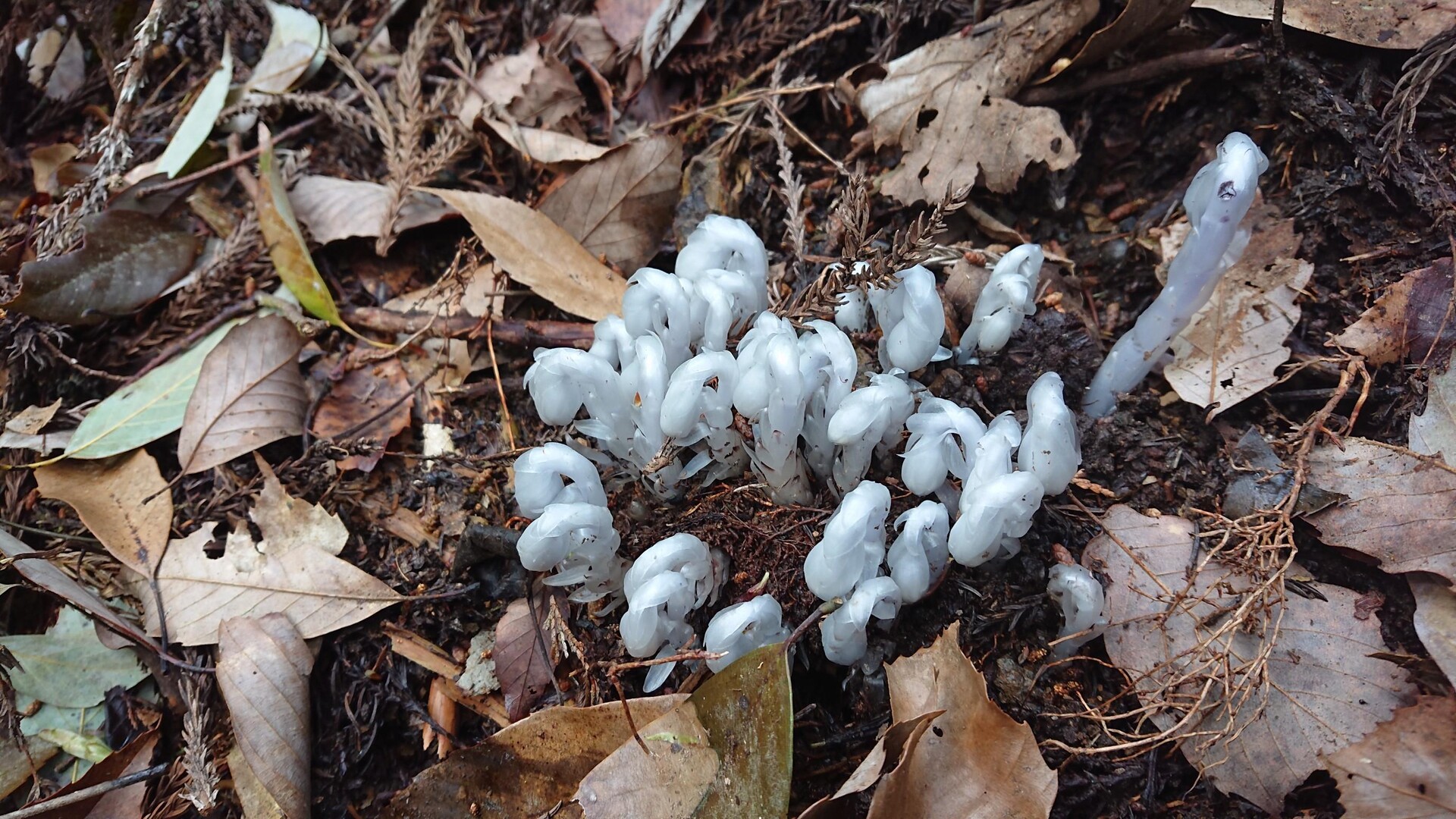 遠見山に幽霊出現👻‼️ / hiyoko🐥さんの納古山の活動データ | YAMAP / ヤマップ